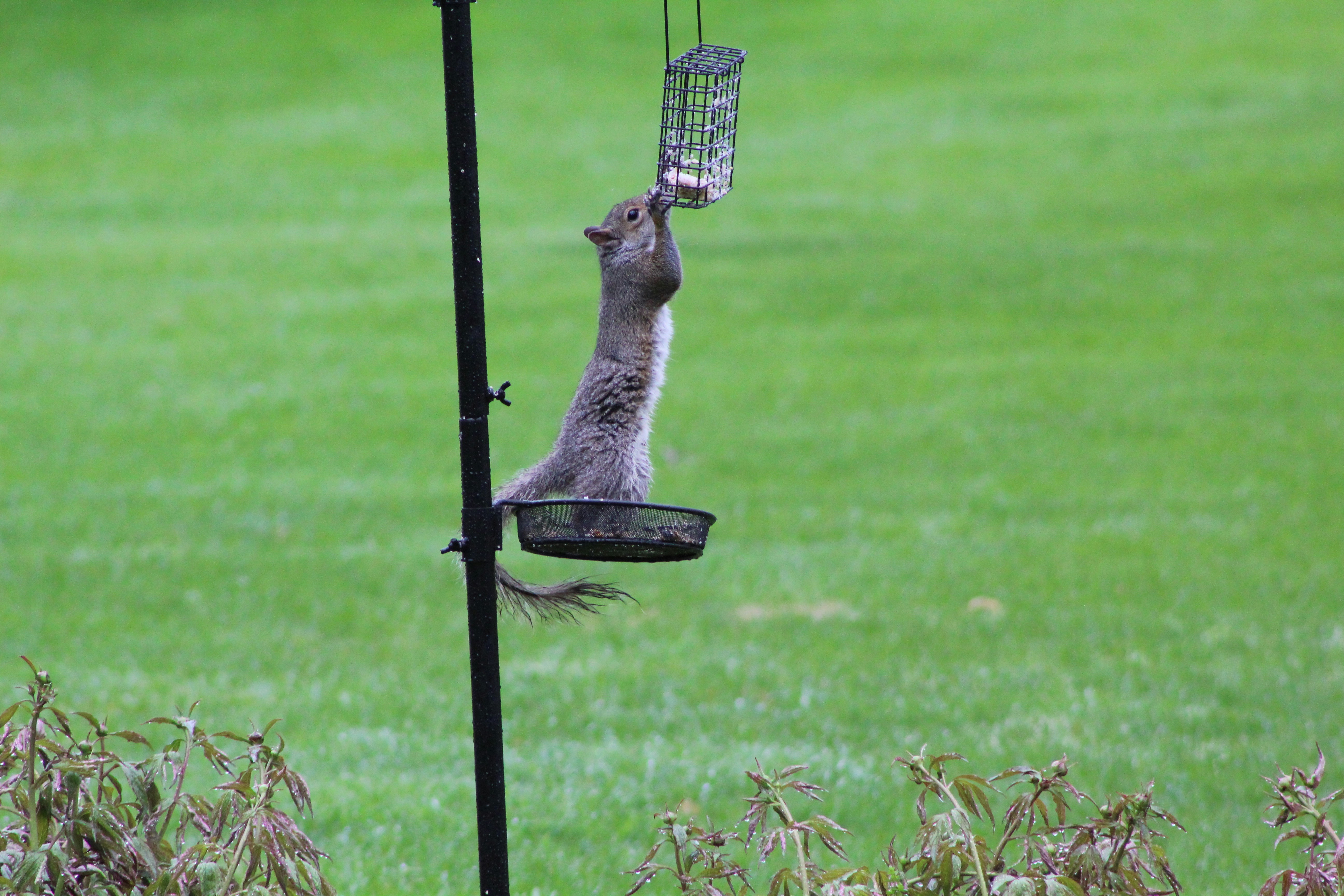 Midair Balance: Squirrel at a Hanging Feeder in a Green Field
