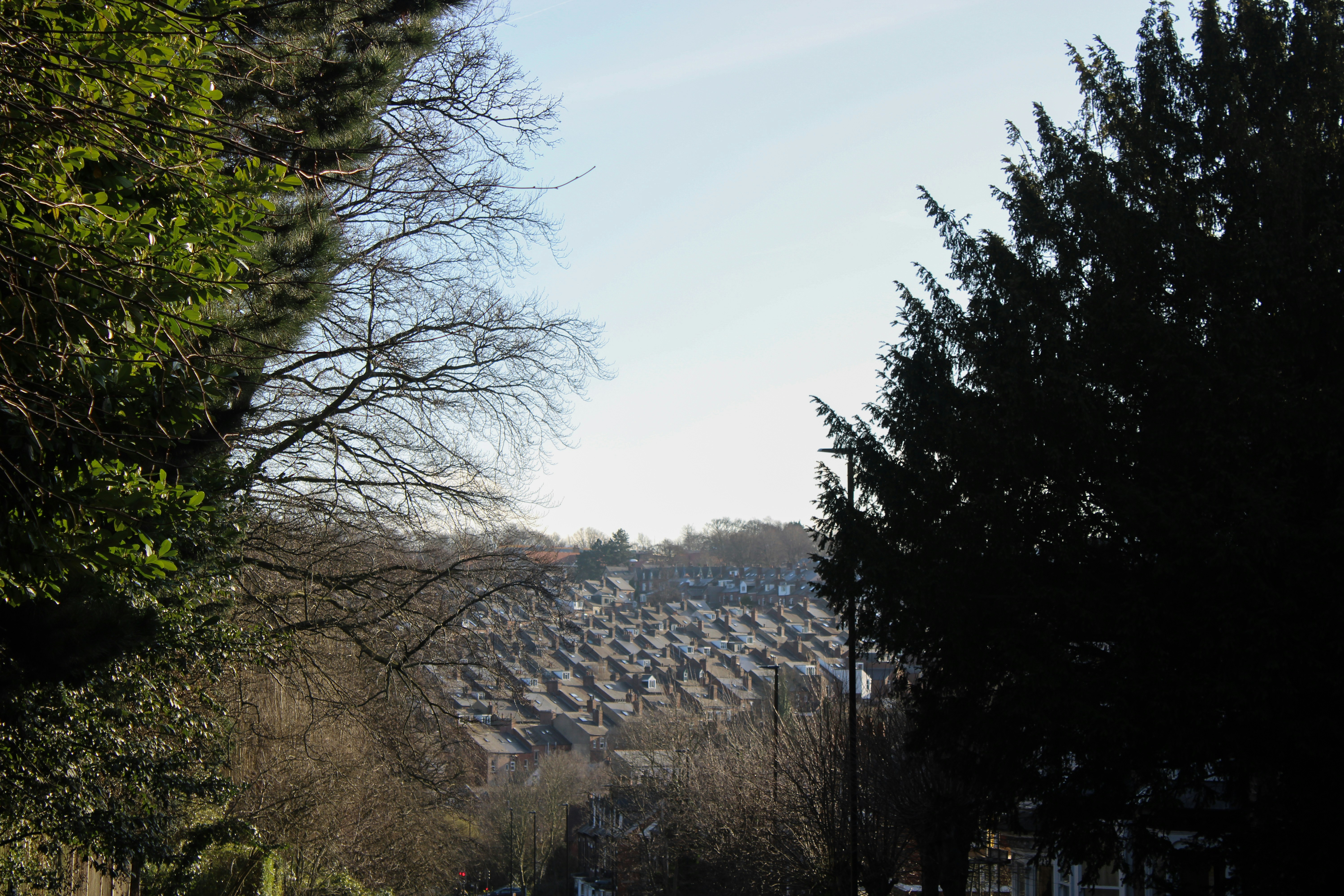 Urban Canopy: Homes Nestled Among Trees