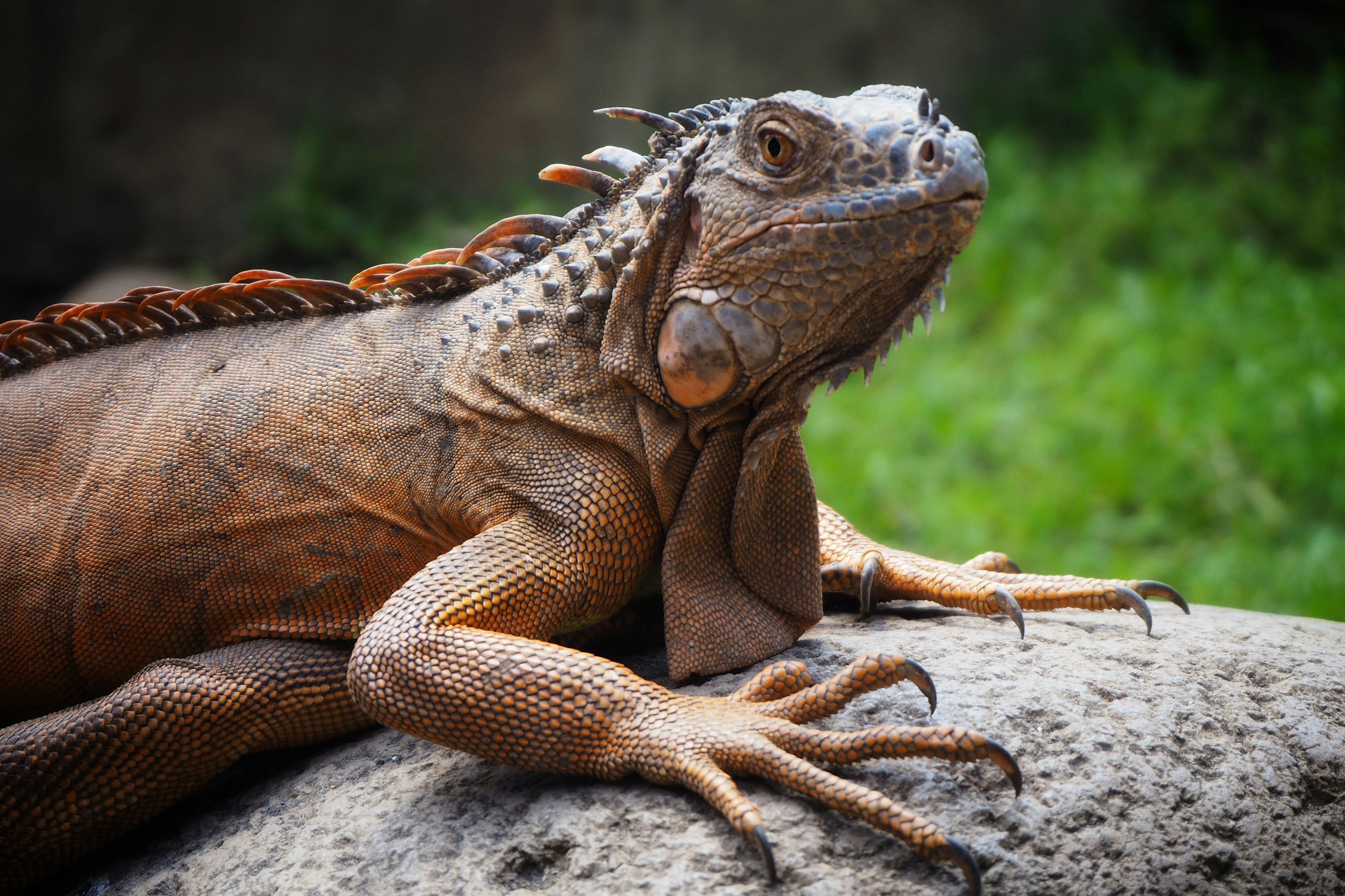 Iguana resting on a rock with vibrant green grass in the background.