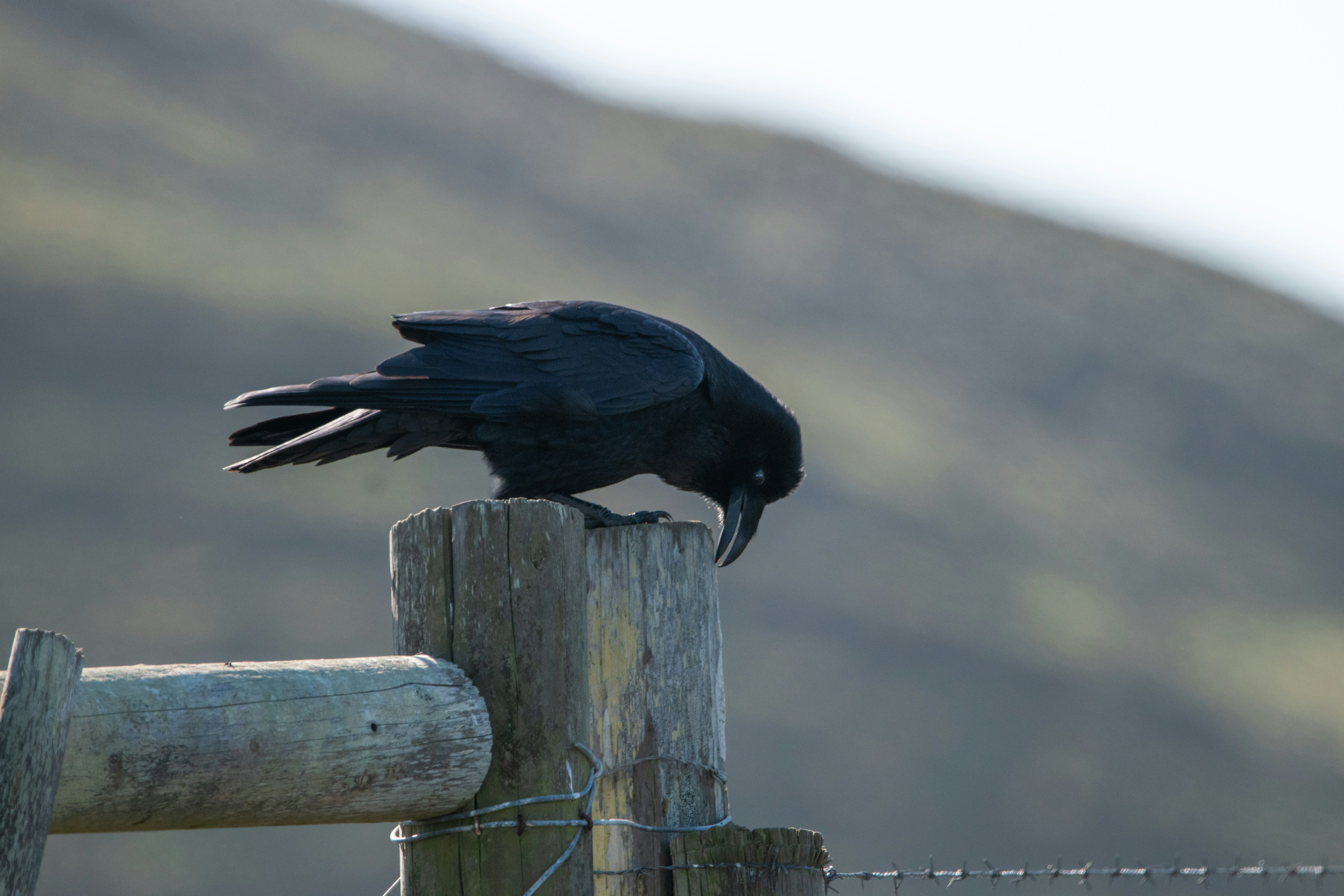 a black bird sitting on top of a wooden post
