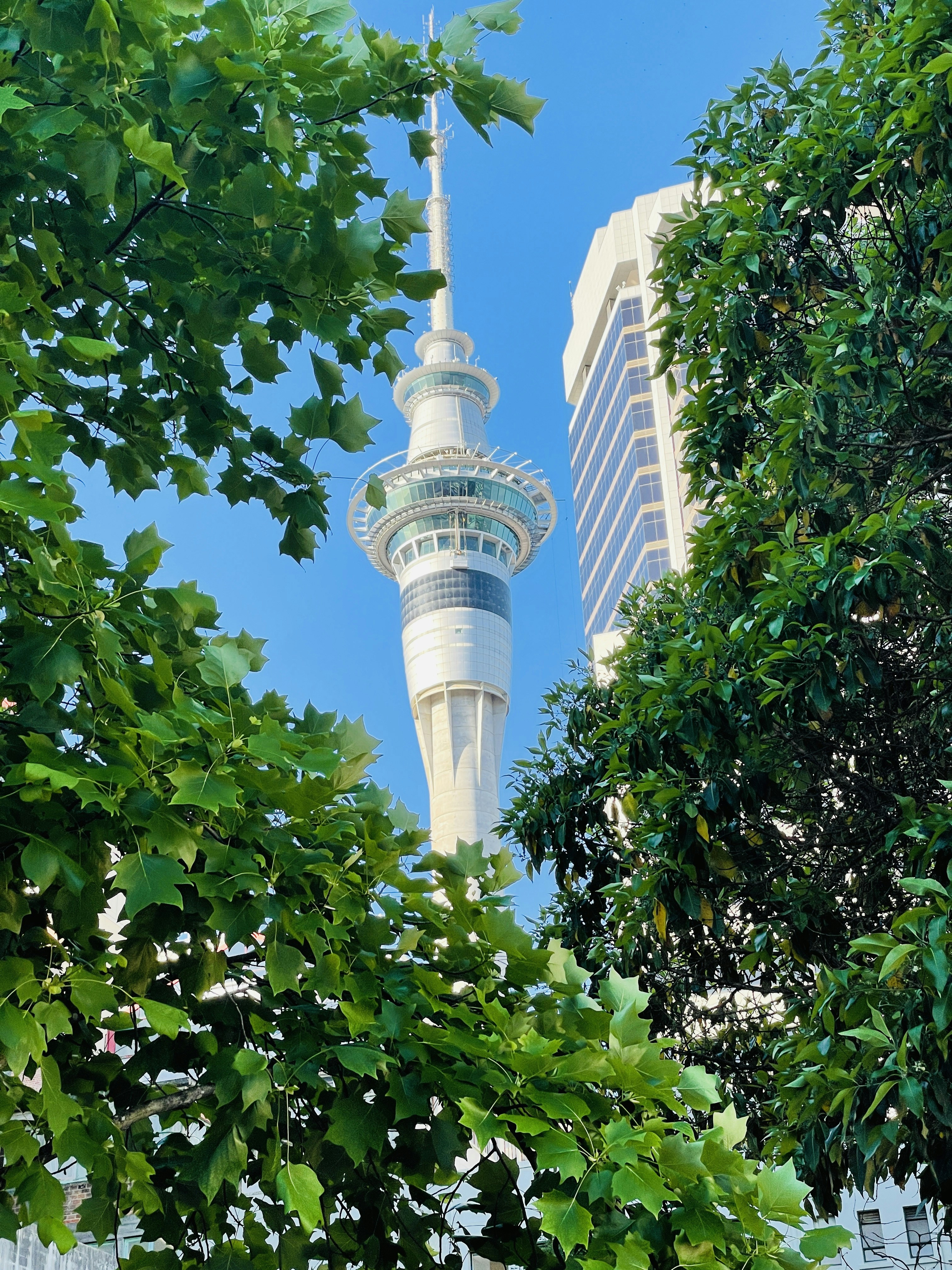 A vibrant view of the Sky Tower, framed by lush green foliage in an urban setting. The juxtaposition of nature and architecture highlights the harmony of city life.