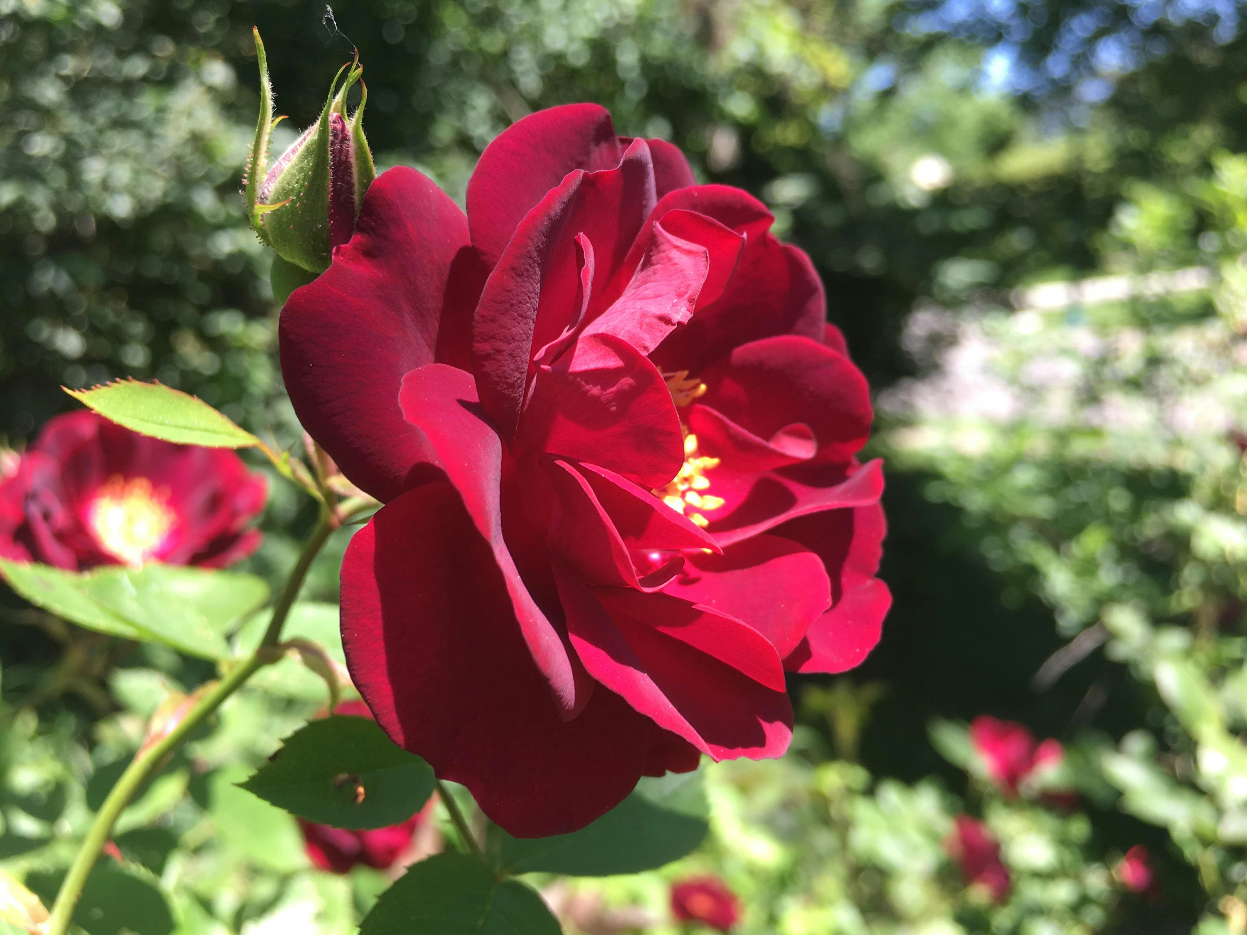 A close up of a red rose in a garden photo – Free Flower Image on Unsplash