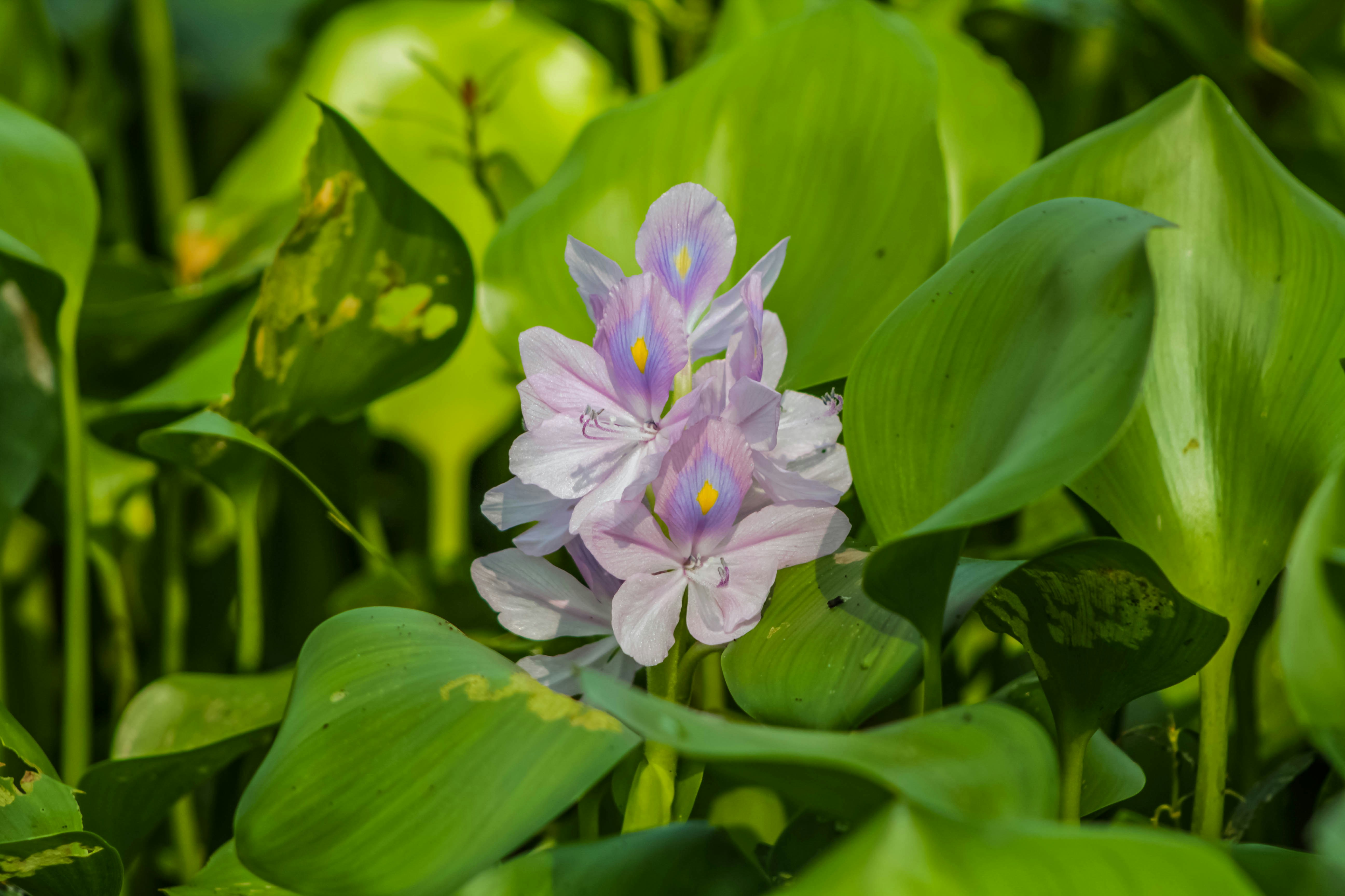 Lavender Bloom Crowned by Emerald Fronds