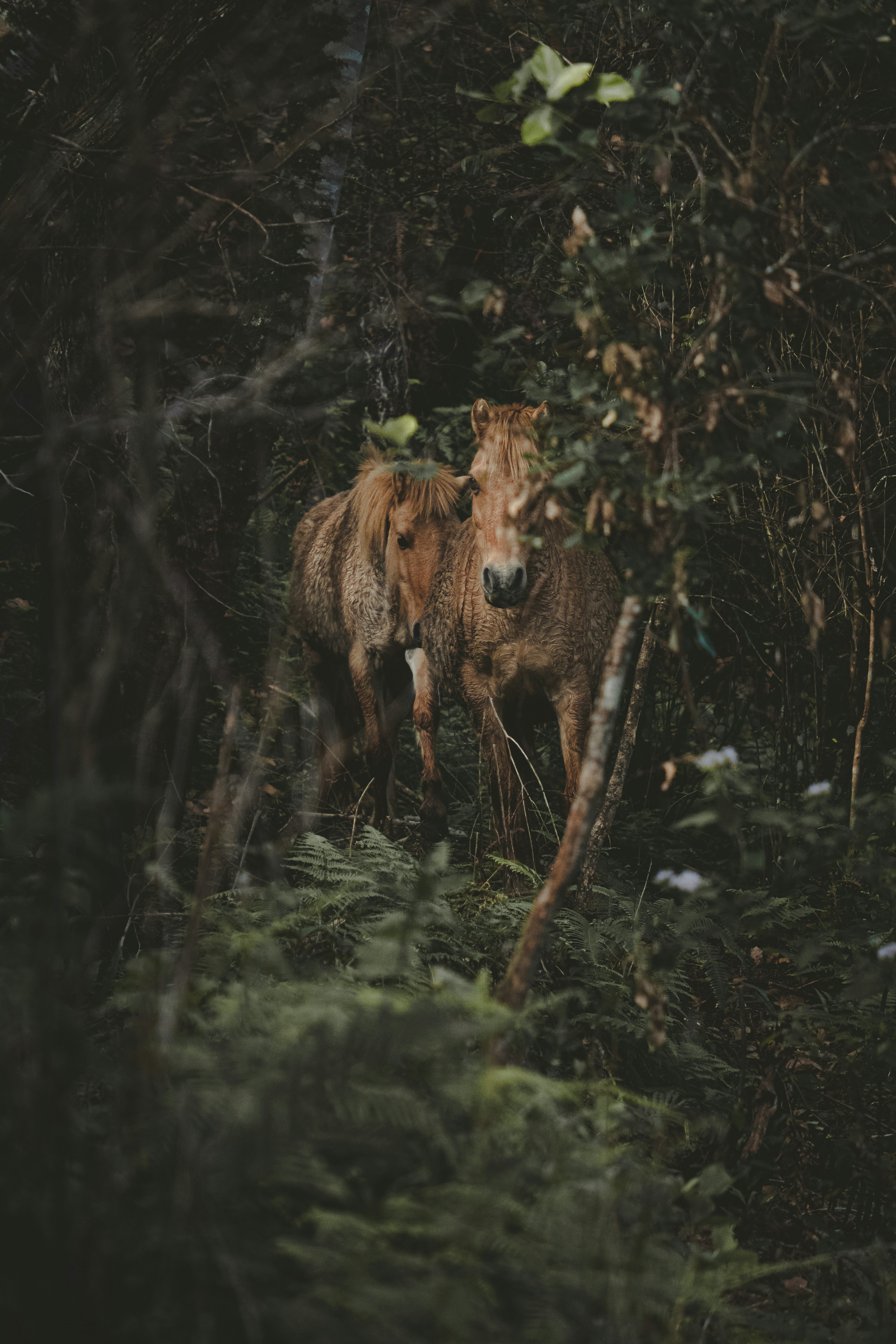 Whispers of the Wild: Two Horses in a Shadowed Forest