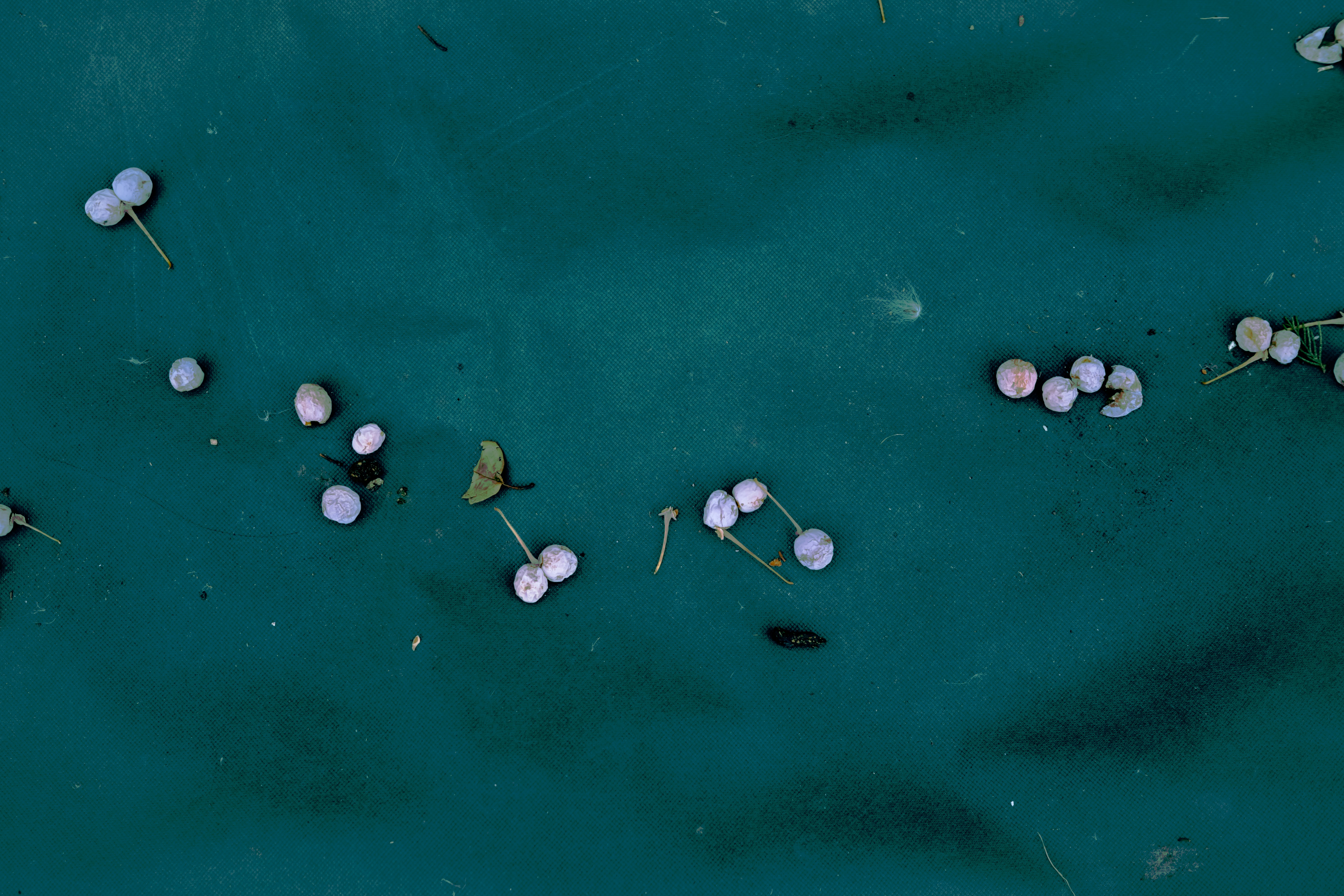 Drift of Lilac Berries Across Teal Water