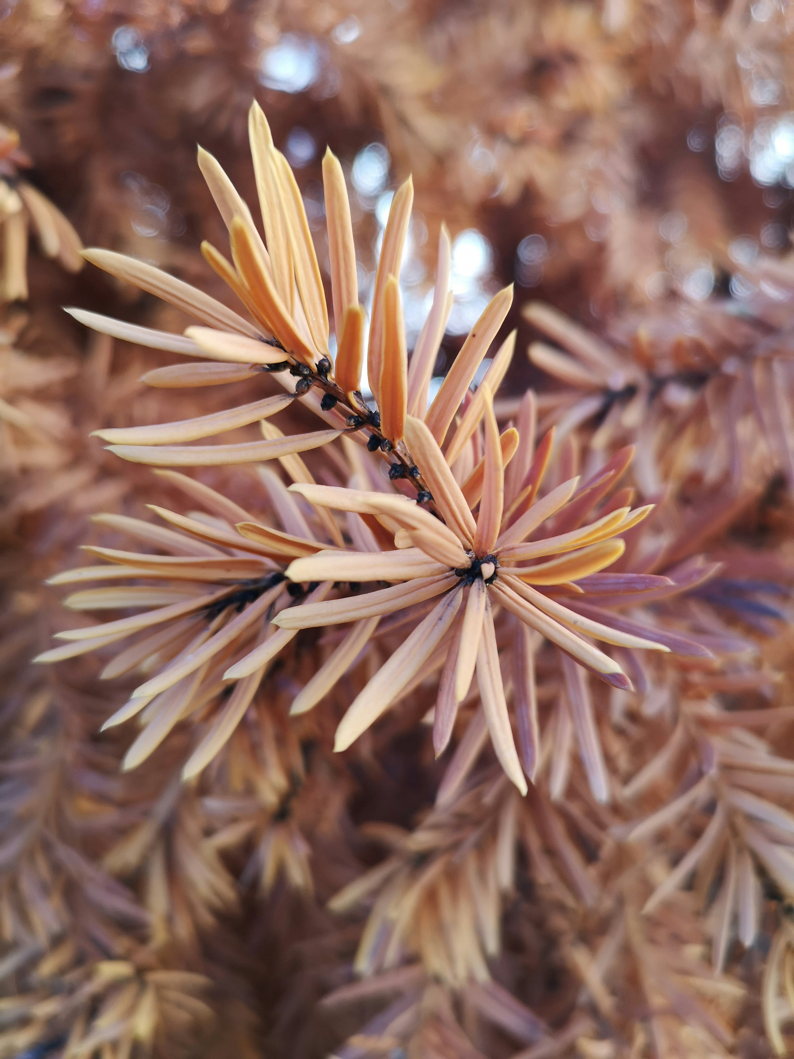 Amber Threads: A Macro Portrait of Pine Needle Clusters