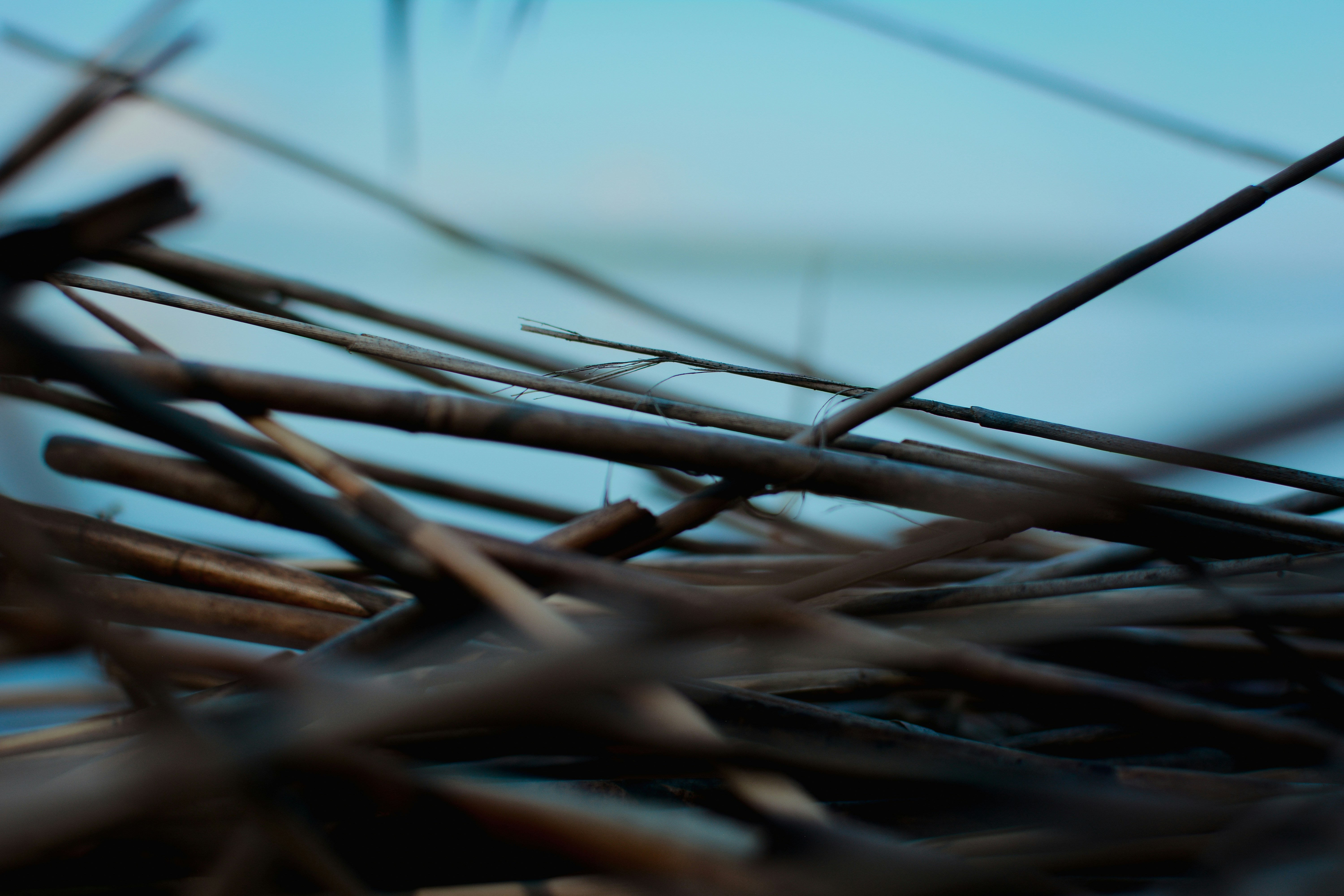 Cobalt Threads: a close-up study of tangled twigs beneath a sea-blue sky