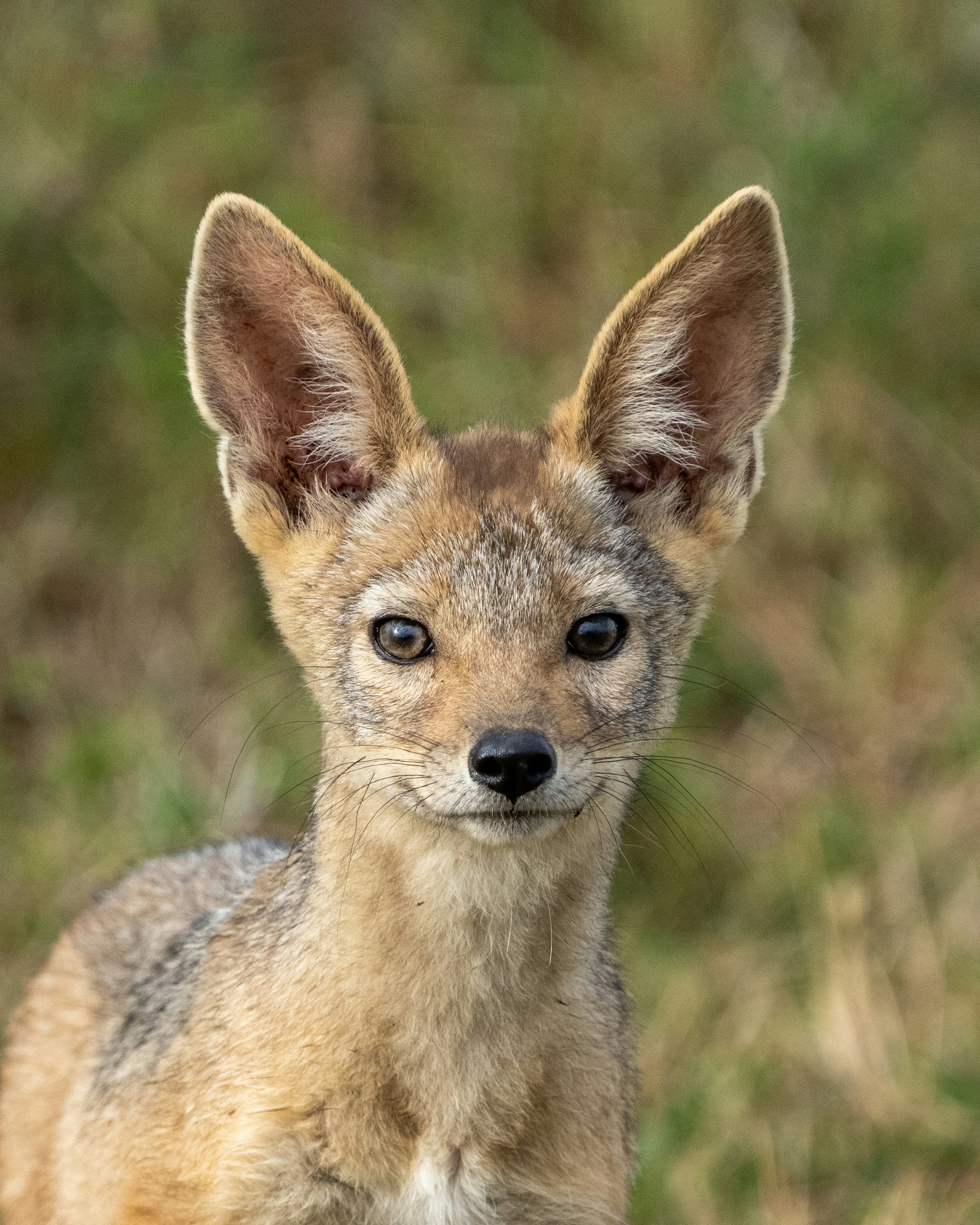 Inquisitive Young Fox Stares Into the Lens in a Sunlit Meadow