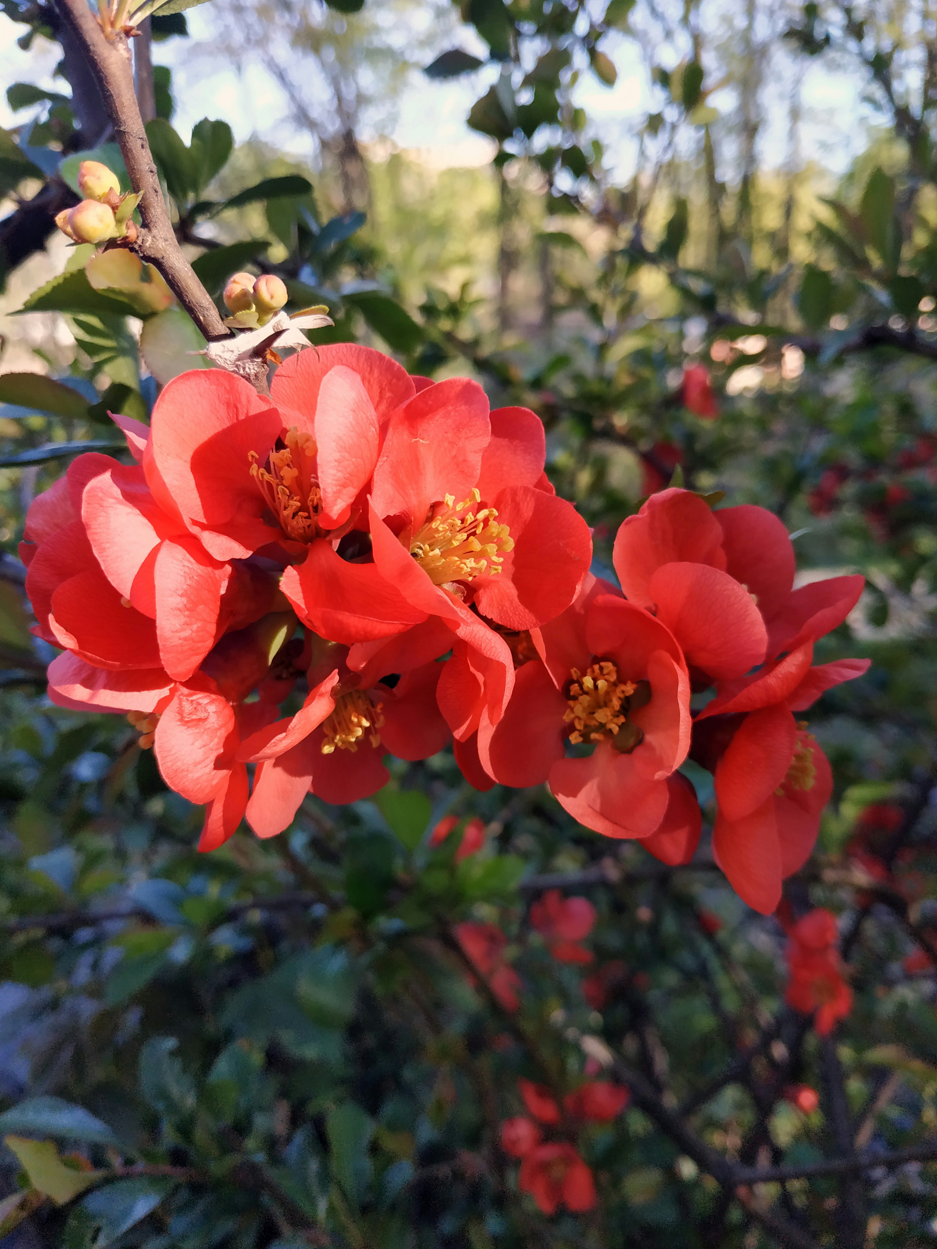 Cluster of bright red flowers blooming on a branch amidst lush greenery.