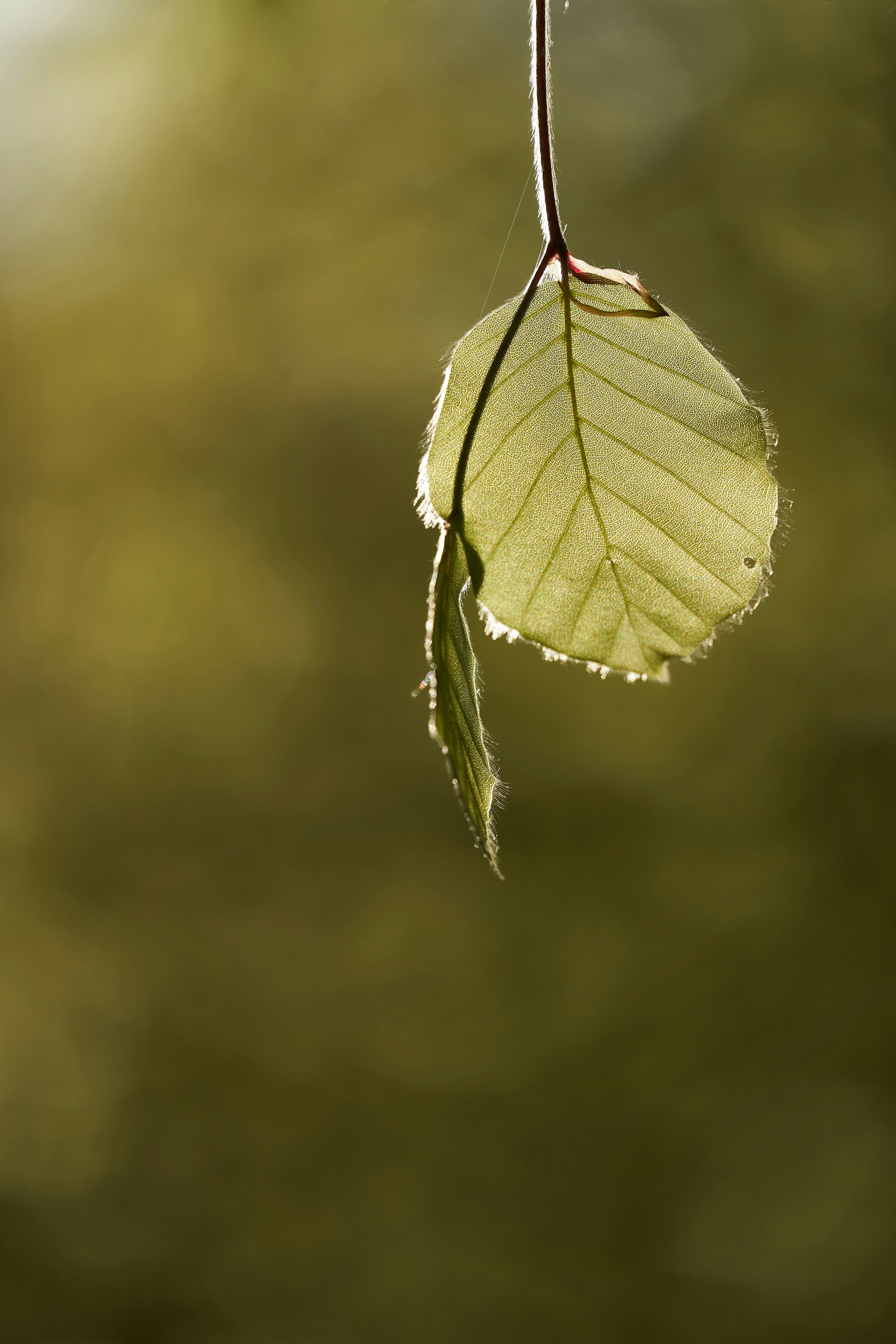 Veins in Backlit Amber: A Single Leaf Suspended in Quiet Light