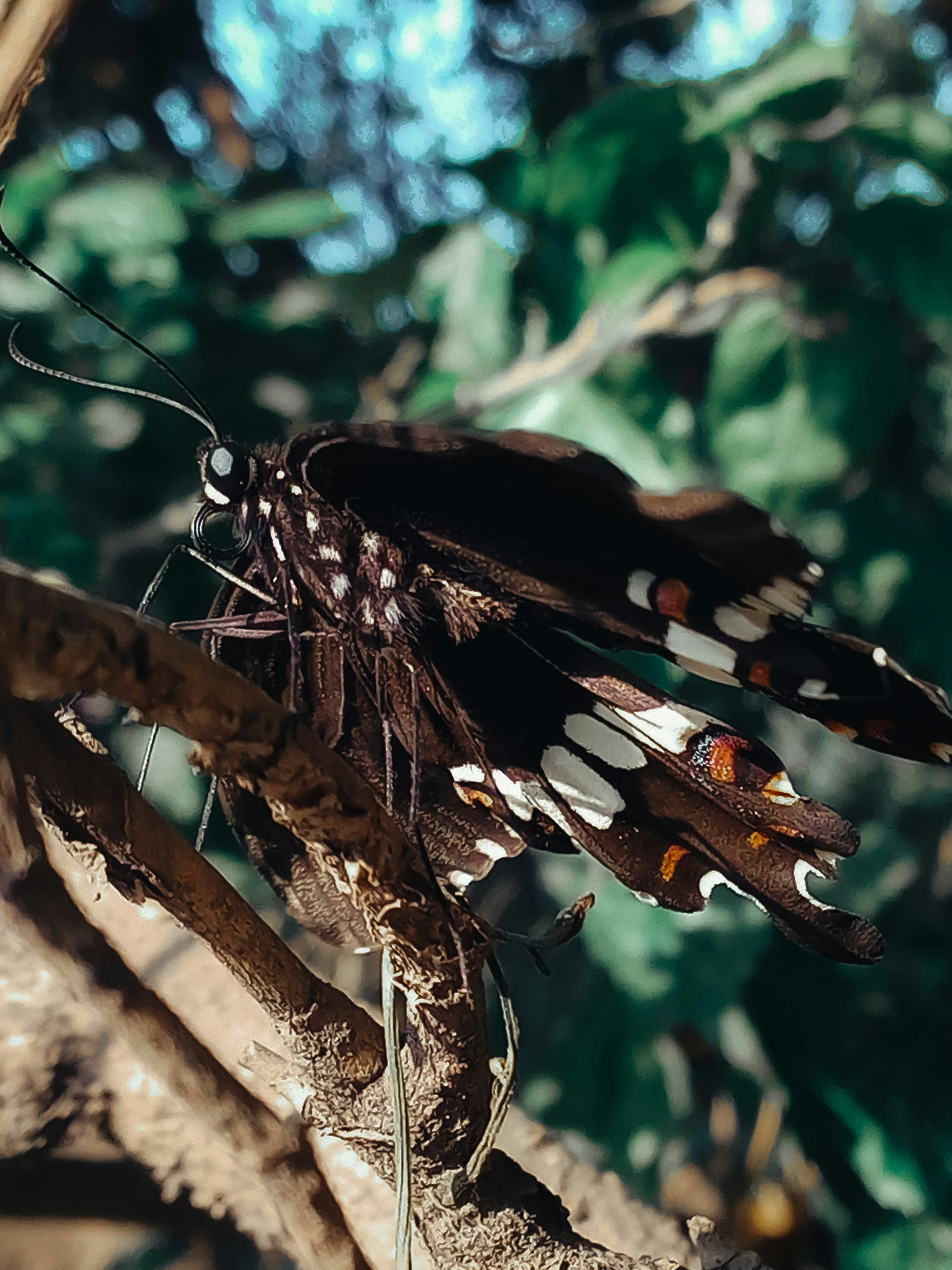 A close up of a butterfly on a branch photo – Free Butterfly Image on ...