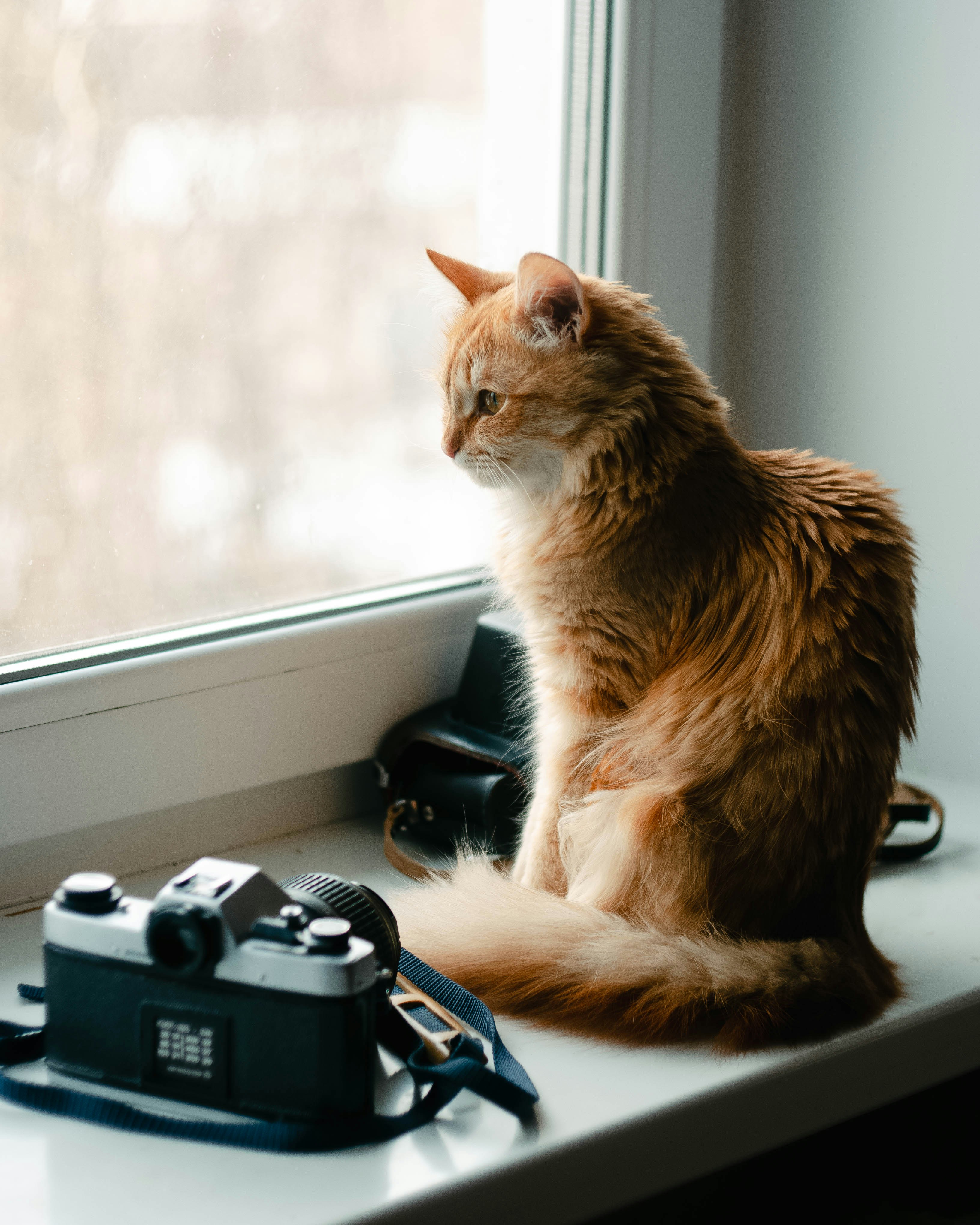 Ginger cat gazing out the window, contemplating the world beyond, with a vintage camera resting nearby. 