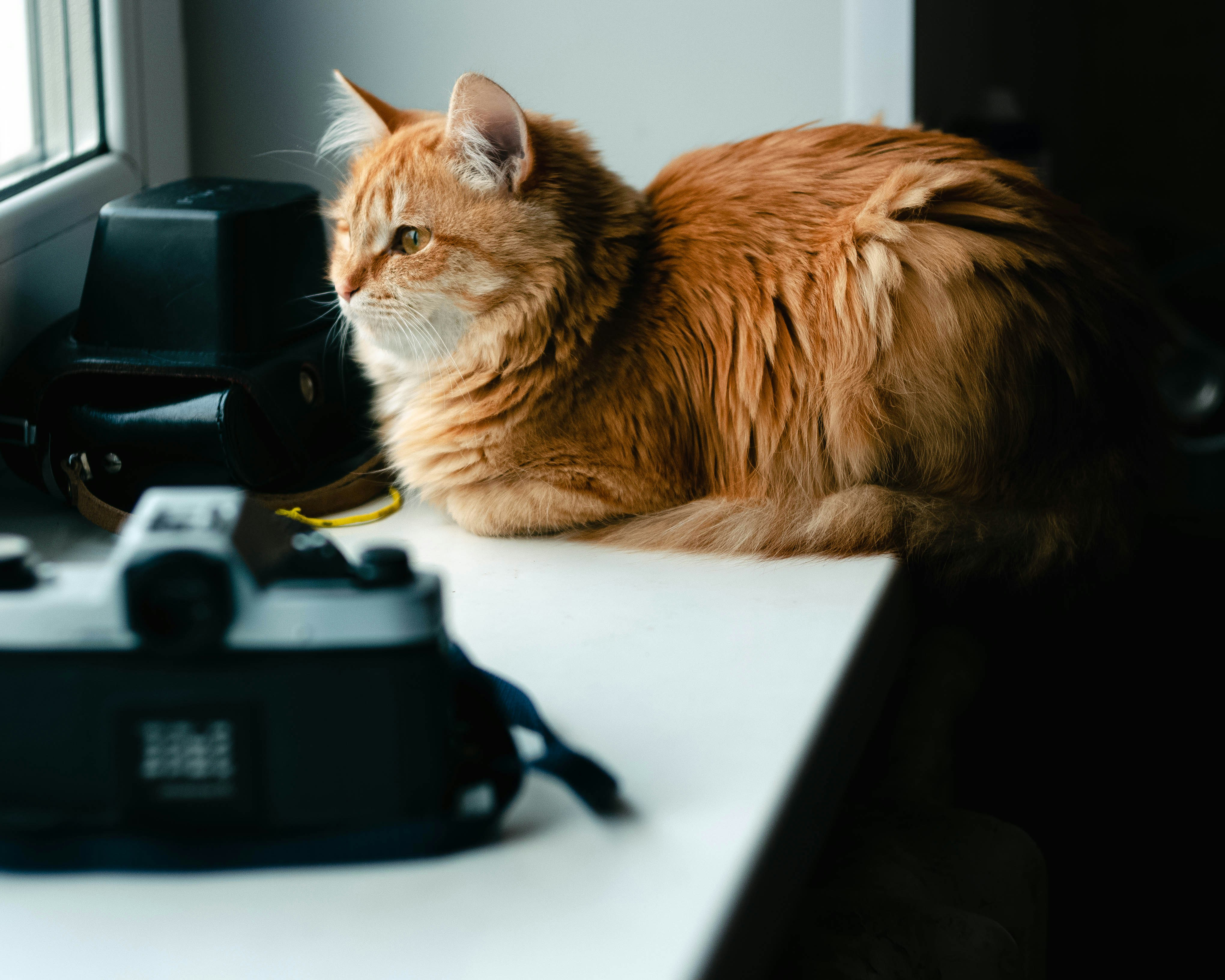 A cat sitting on a counter next to a camera photo – Free Cat Image on ...