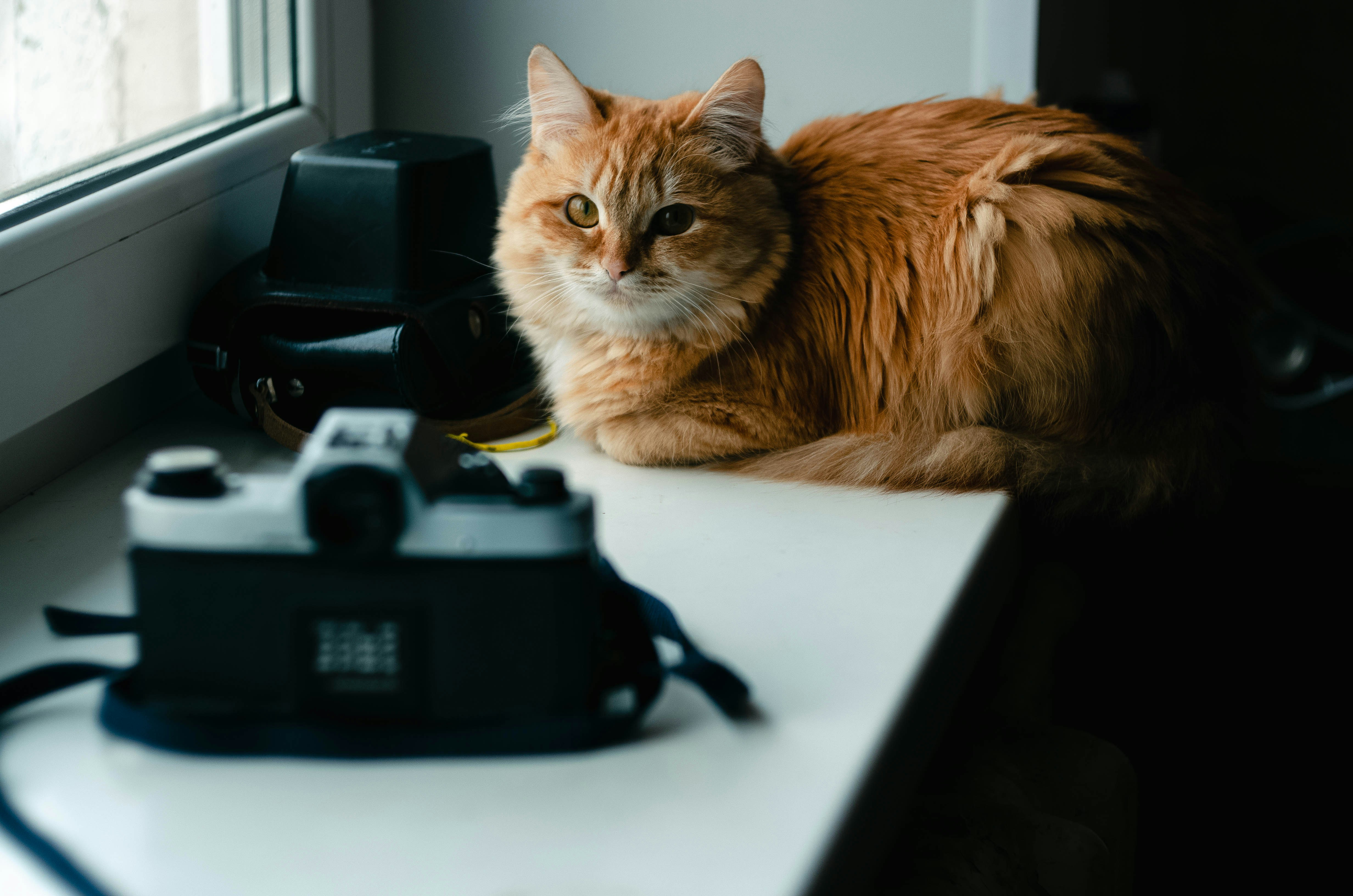 Orange Cat photo shot on Nikon D5100