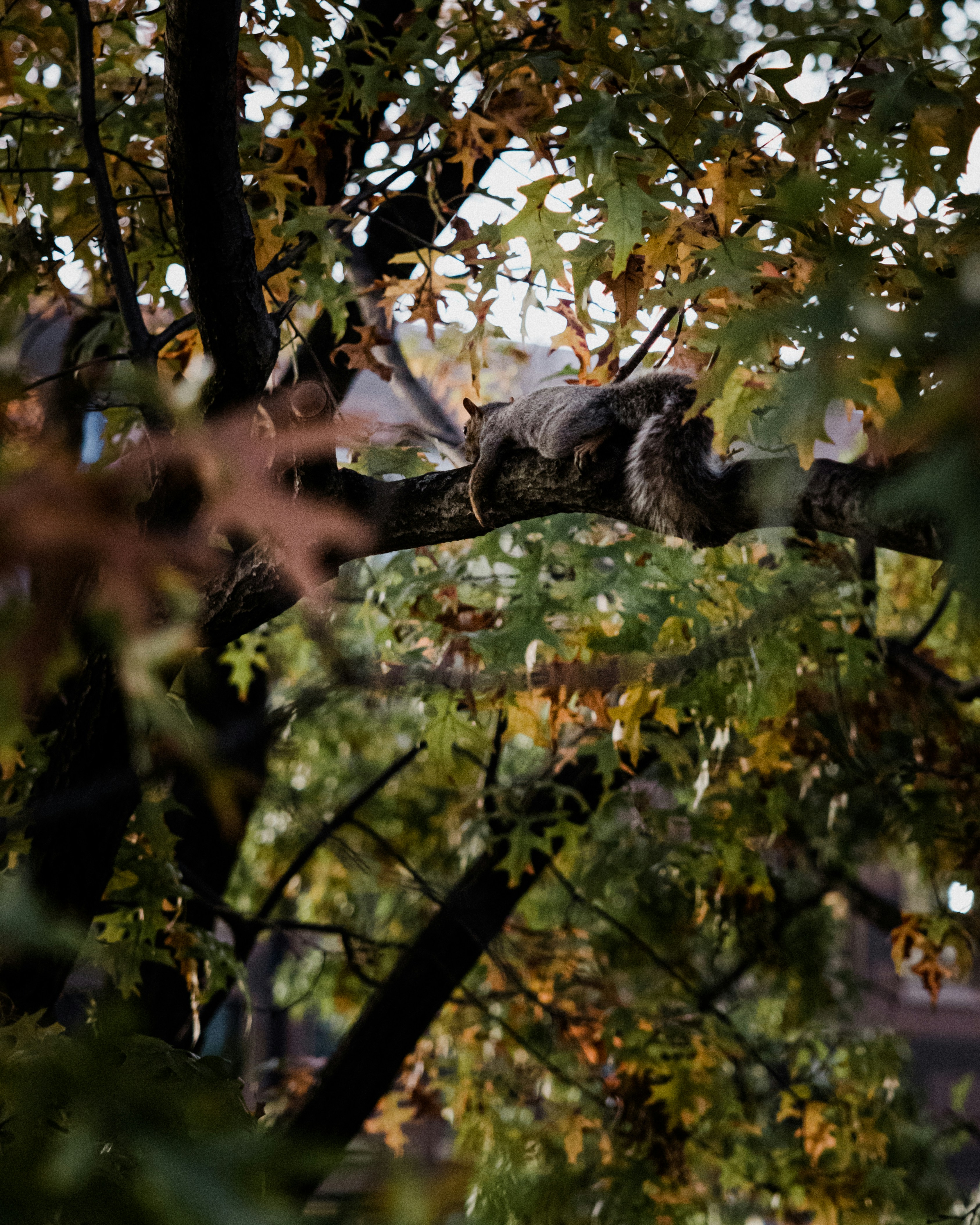 Fall Branch Rendezvous: A Squirrel Between Green and Gold Leaves