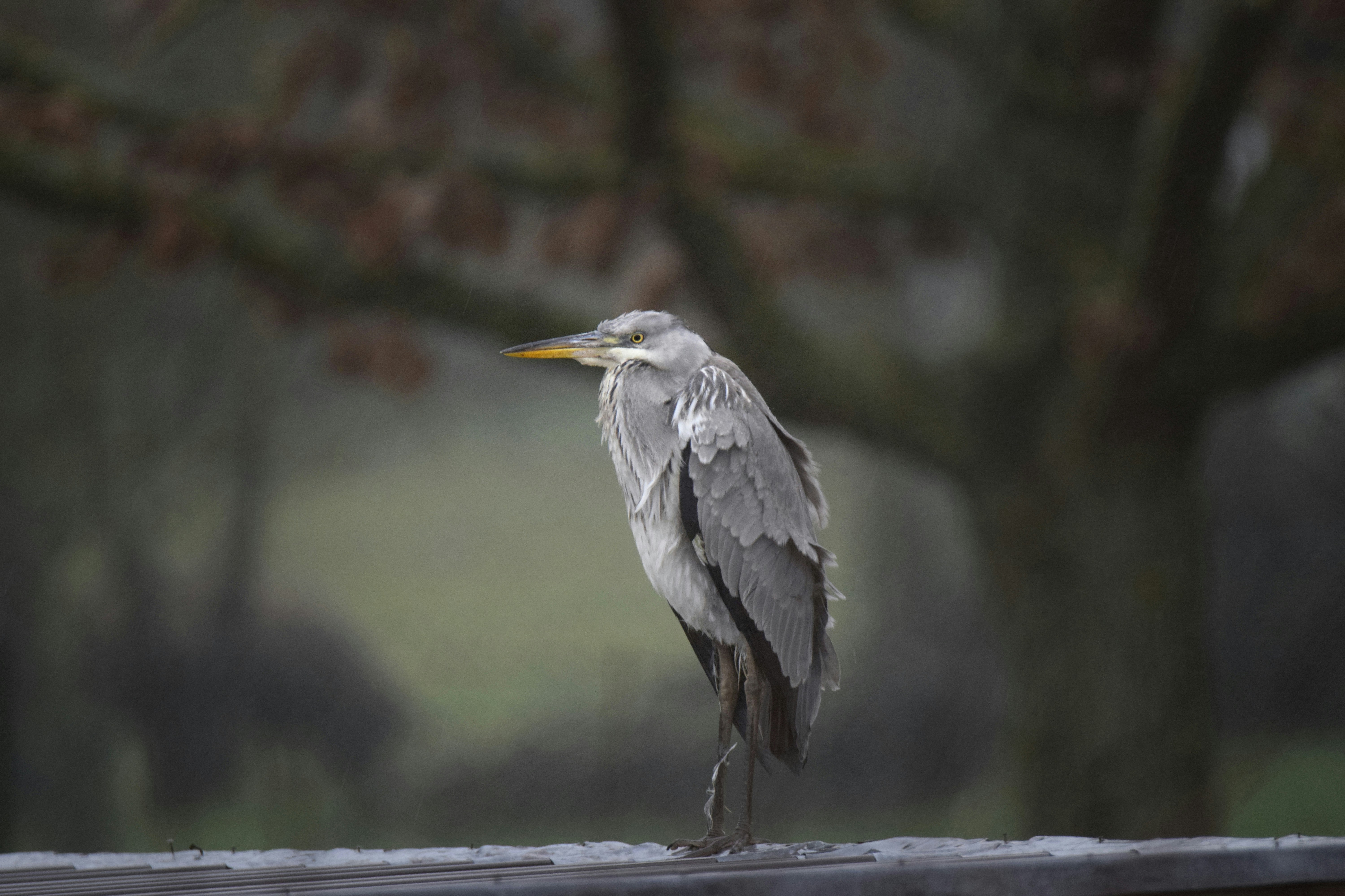 Grey Heron on a Weathered Fence Under Dappled Spring Light