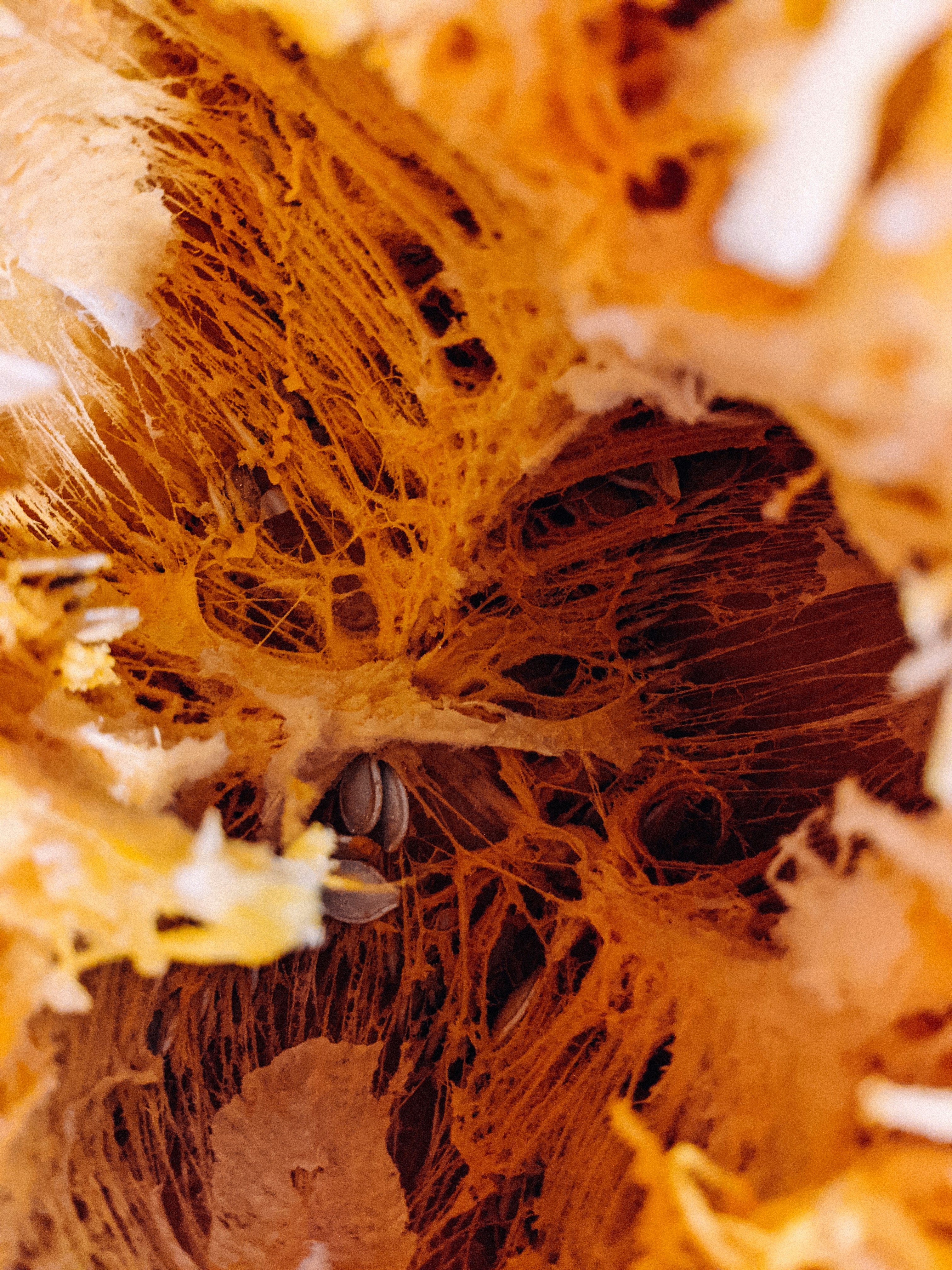 Hidden kernel: a tiny seed nestled in a web of amber fibers