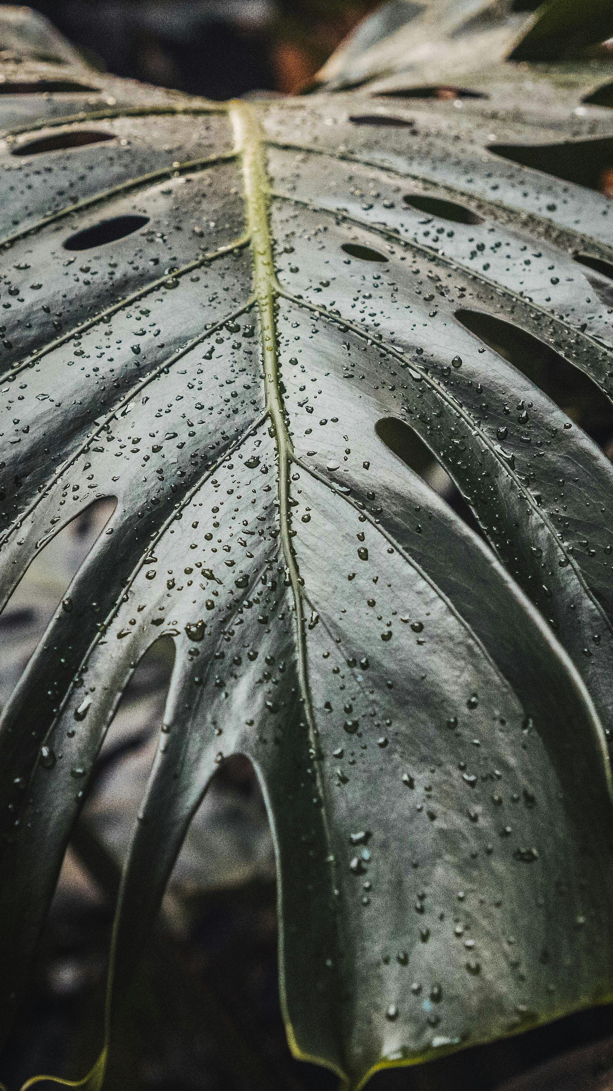 Close-up of a Monstera leaf adorned with droplets of water, highlighting its intricate texture and natural beauty.