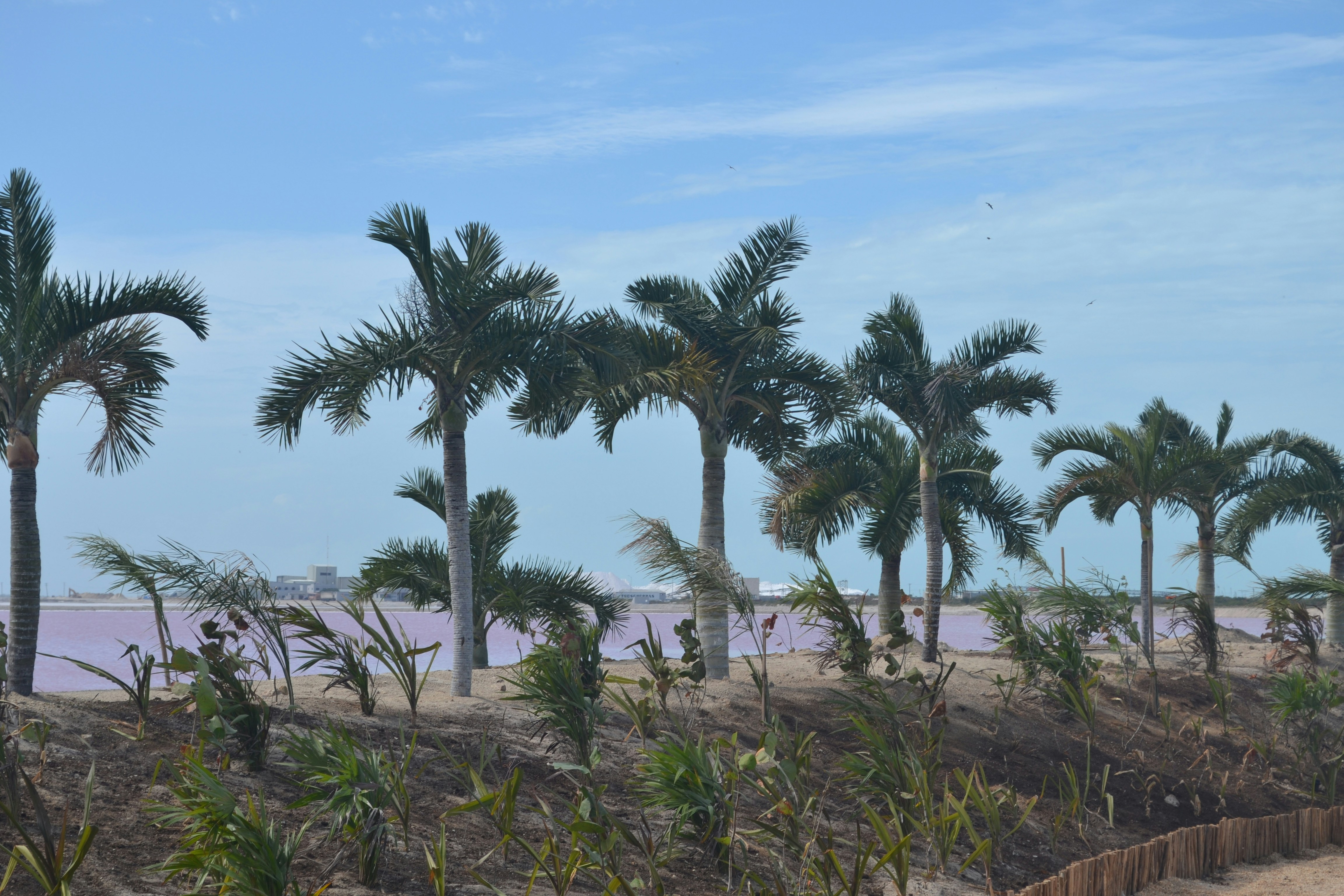 Palm trees line a sandy beach with a distant view of water, creating a tranquil coastal scene.