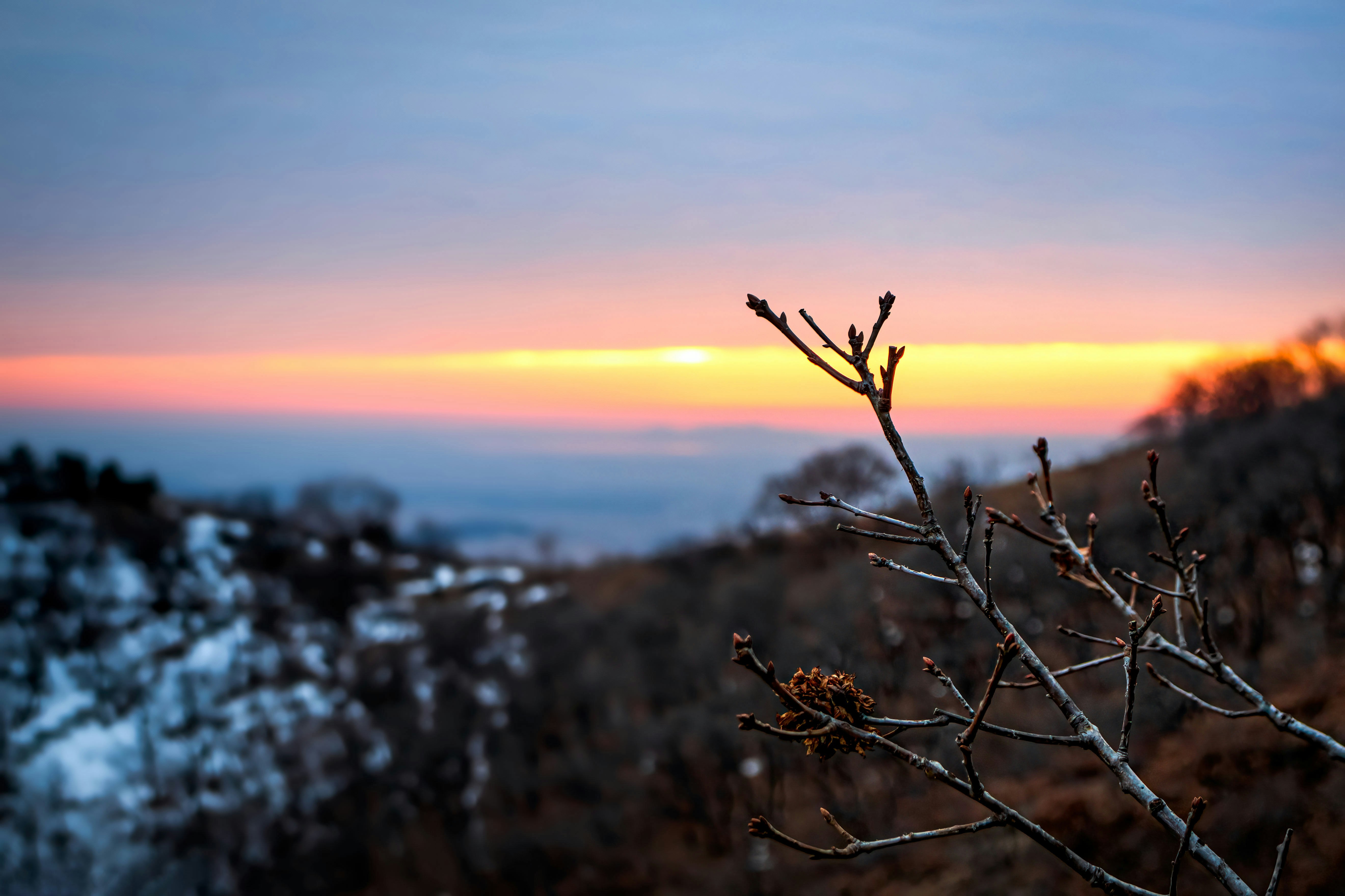 Thorned Foreground Framing a Fiery Dusk Horizon