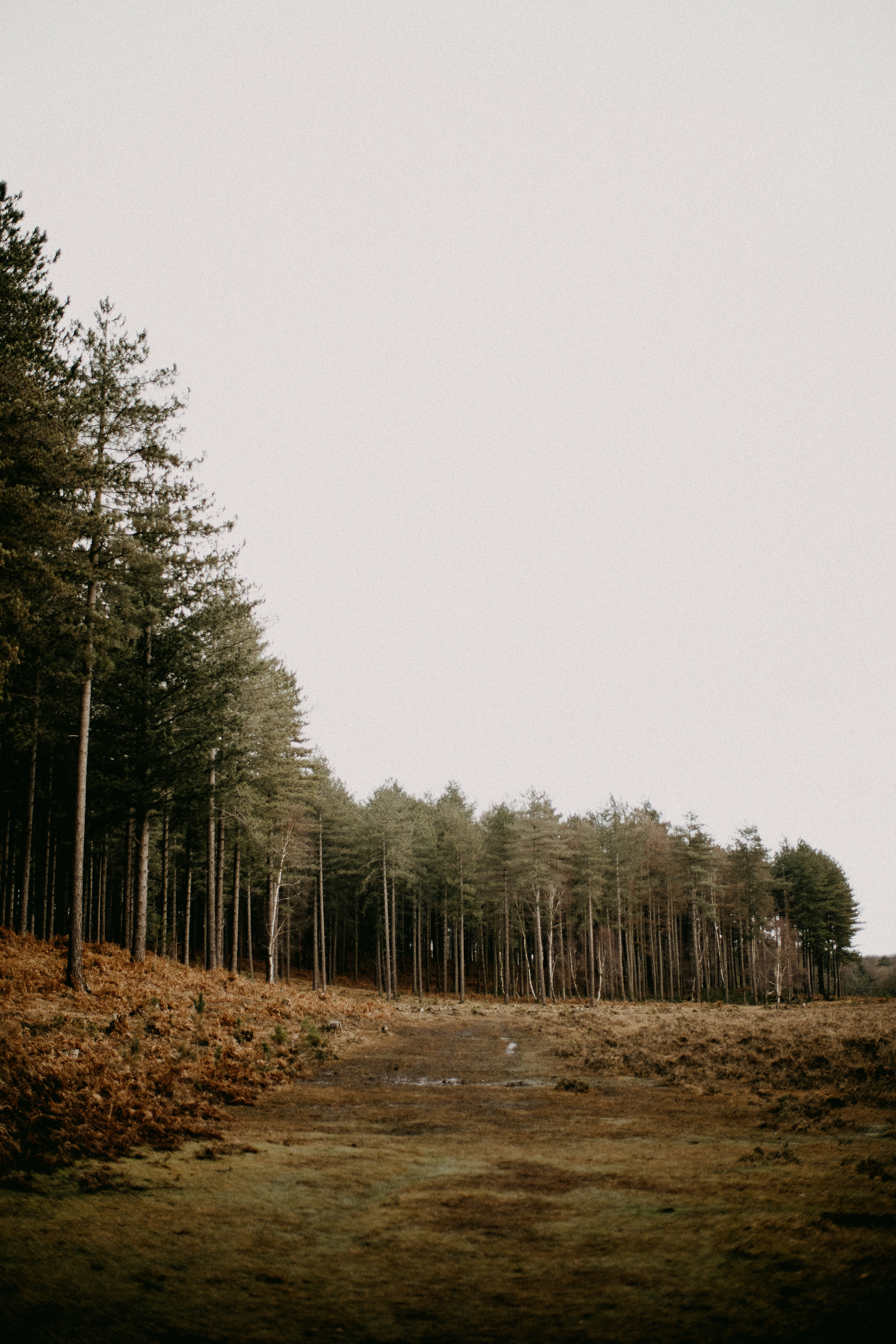 A tranquil forest edge with tall trees lining a clearing, showcasing the earthy tones of the ground and foliage. The soft light creates a peaceful atmosphere.