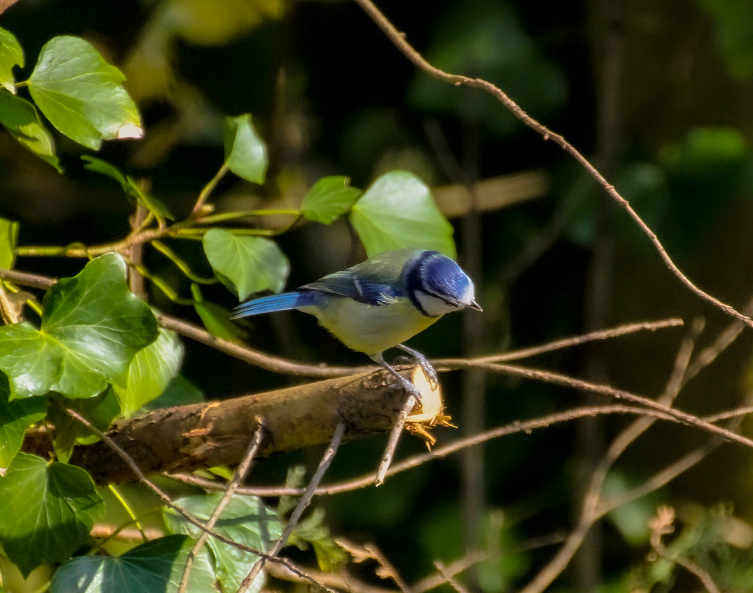 Azure-White Perch: Tiny Bird Framed by Ivy in Dappled Light