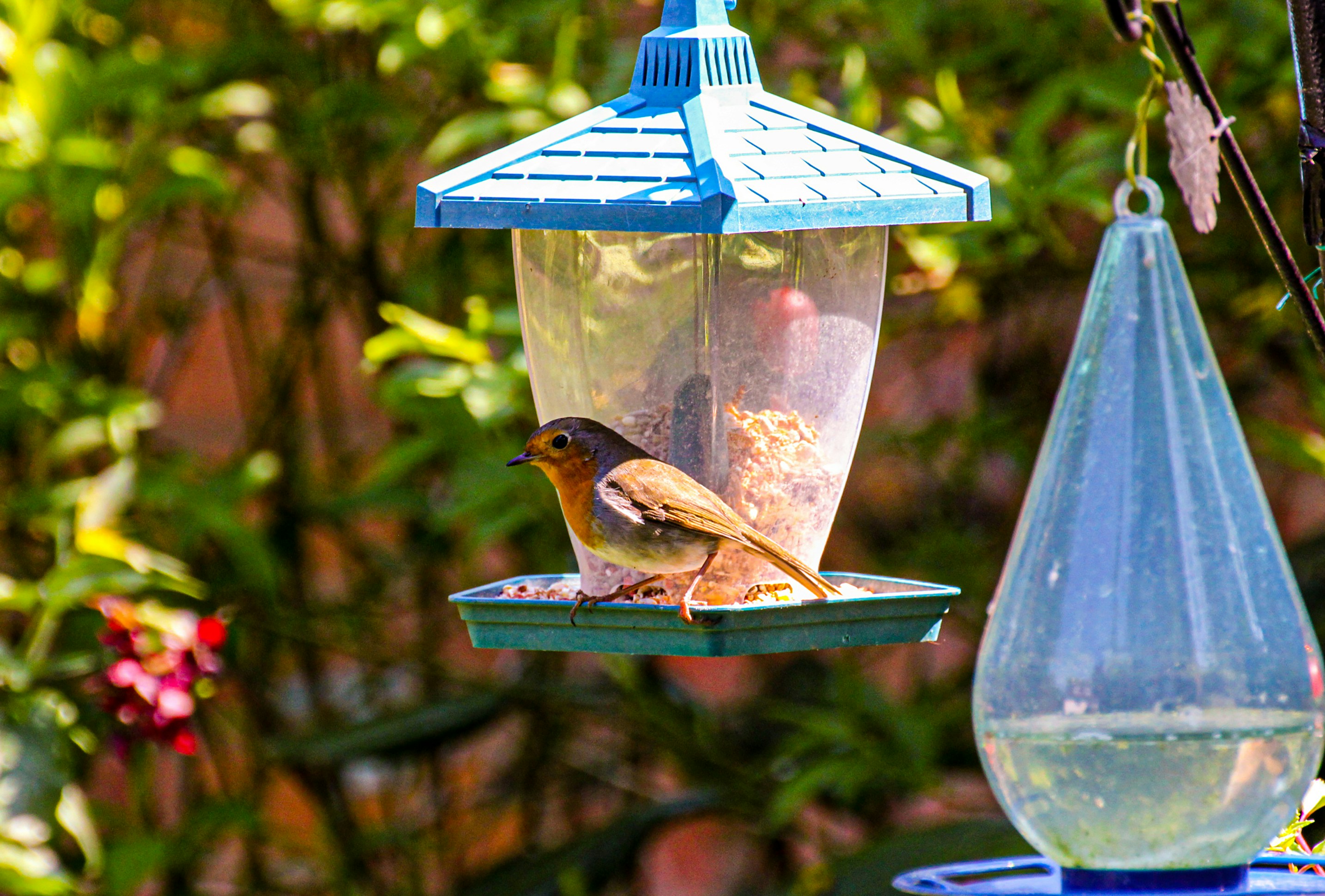 A Feathered Visitor's Delight