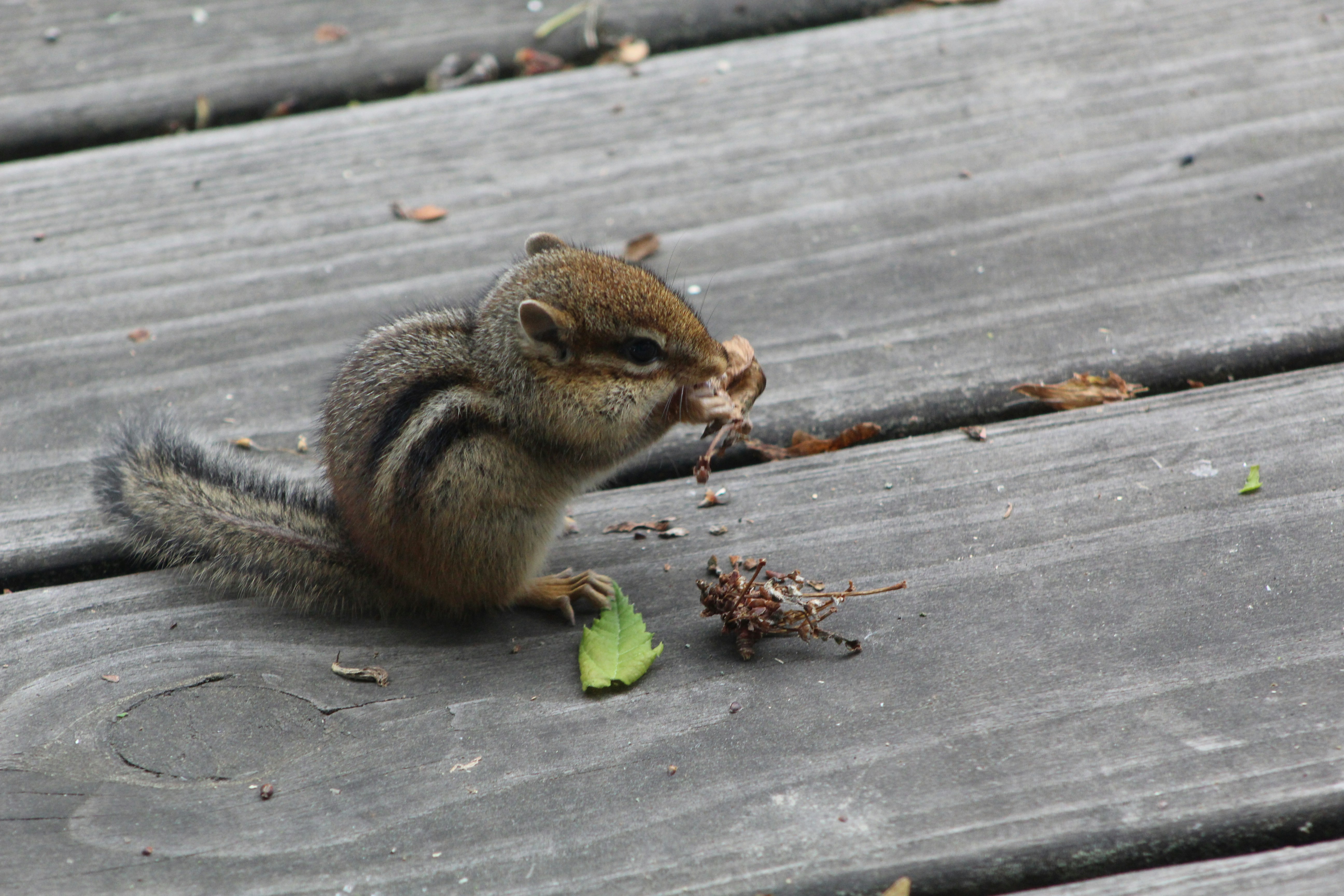 Tiny Squirrel, Big Snack: A Whiskered Forager on Weathered Wood