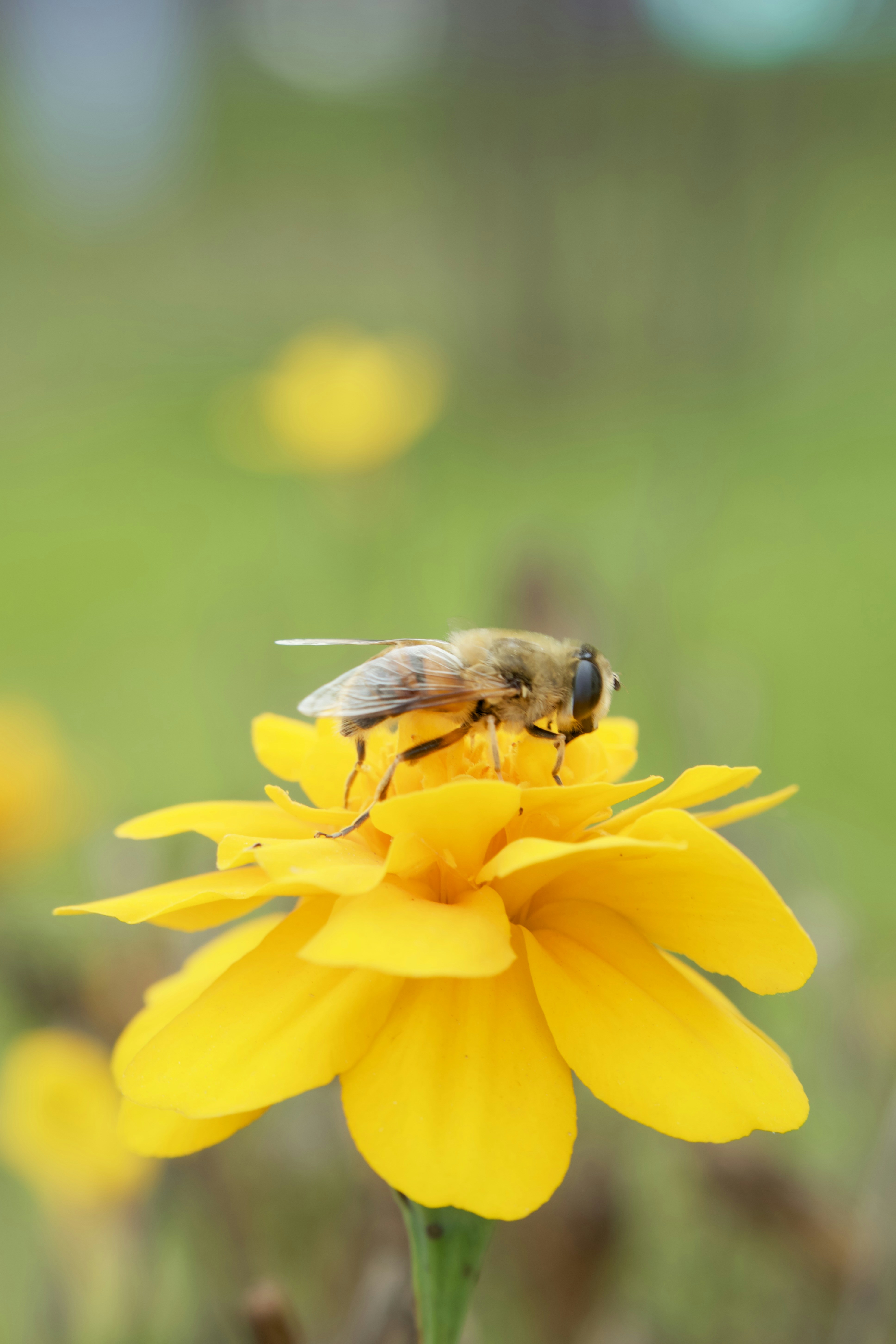 a bee sitting on top of a yellow flower