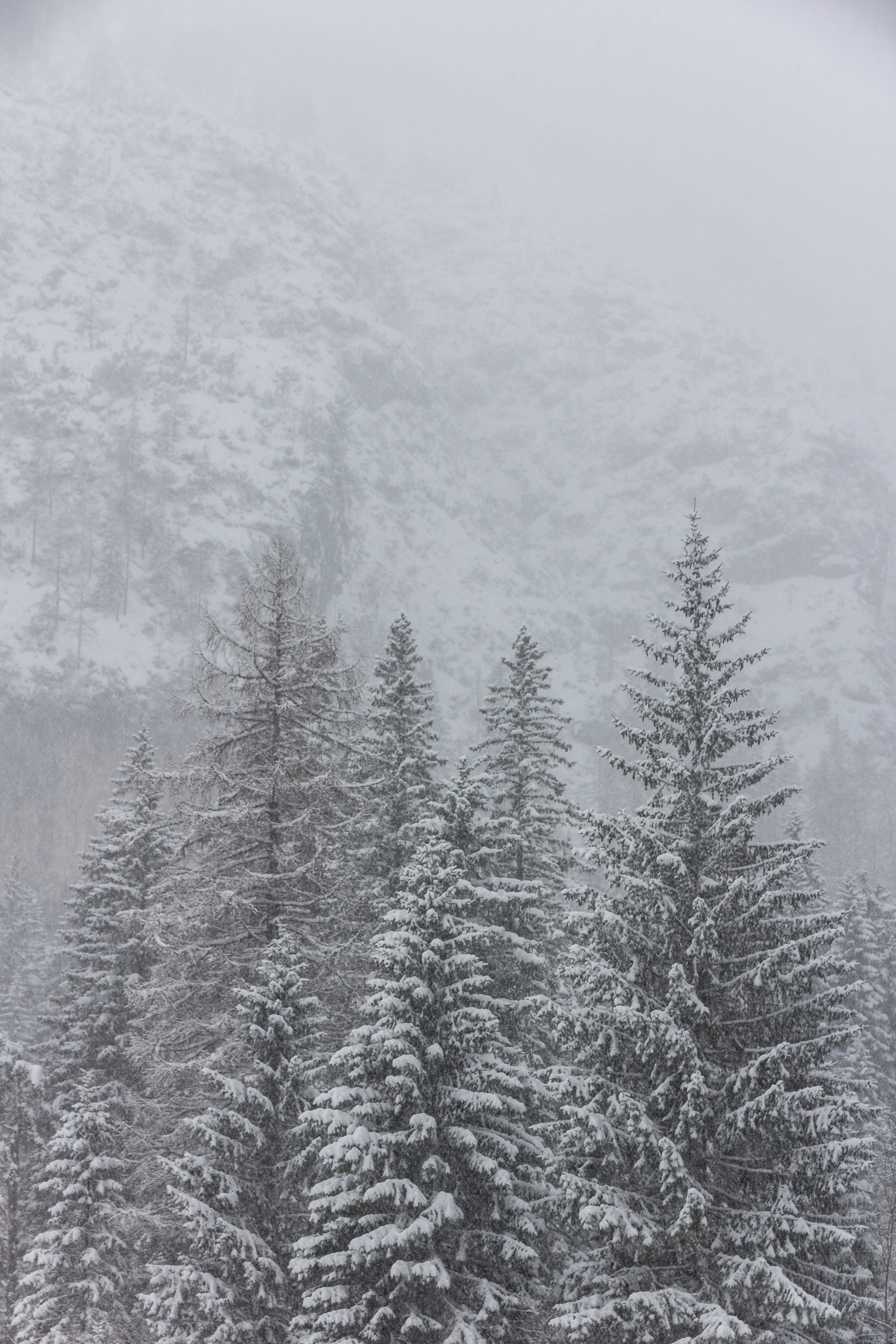 Misty trees | 7 best free outdoor, grey, mist and aby photos on Unsplash