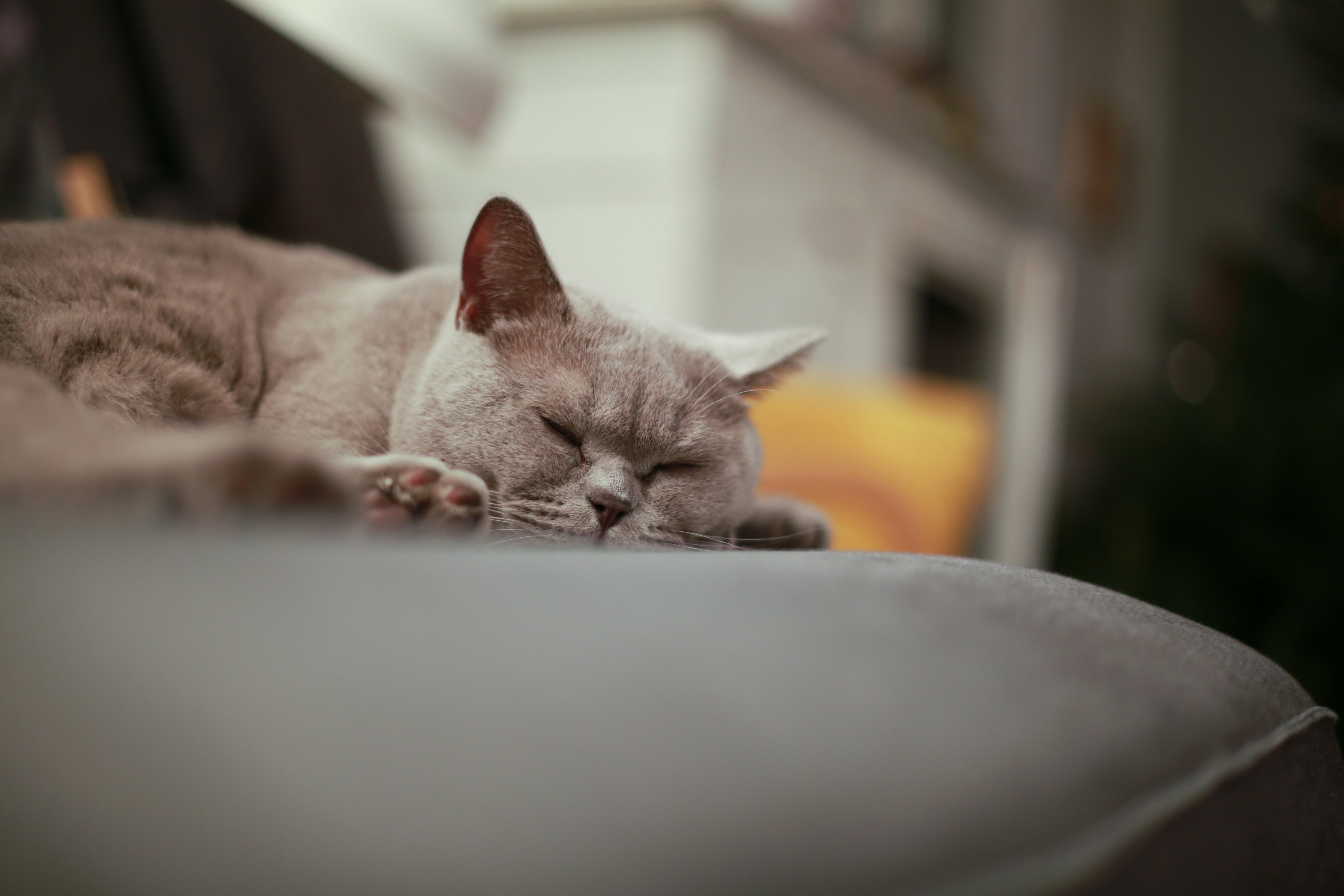 A gray cat peacefully sleeping on a cozy couch, embodying tranquility in a warm indoor setting.