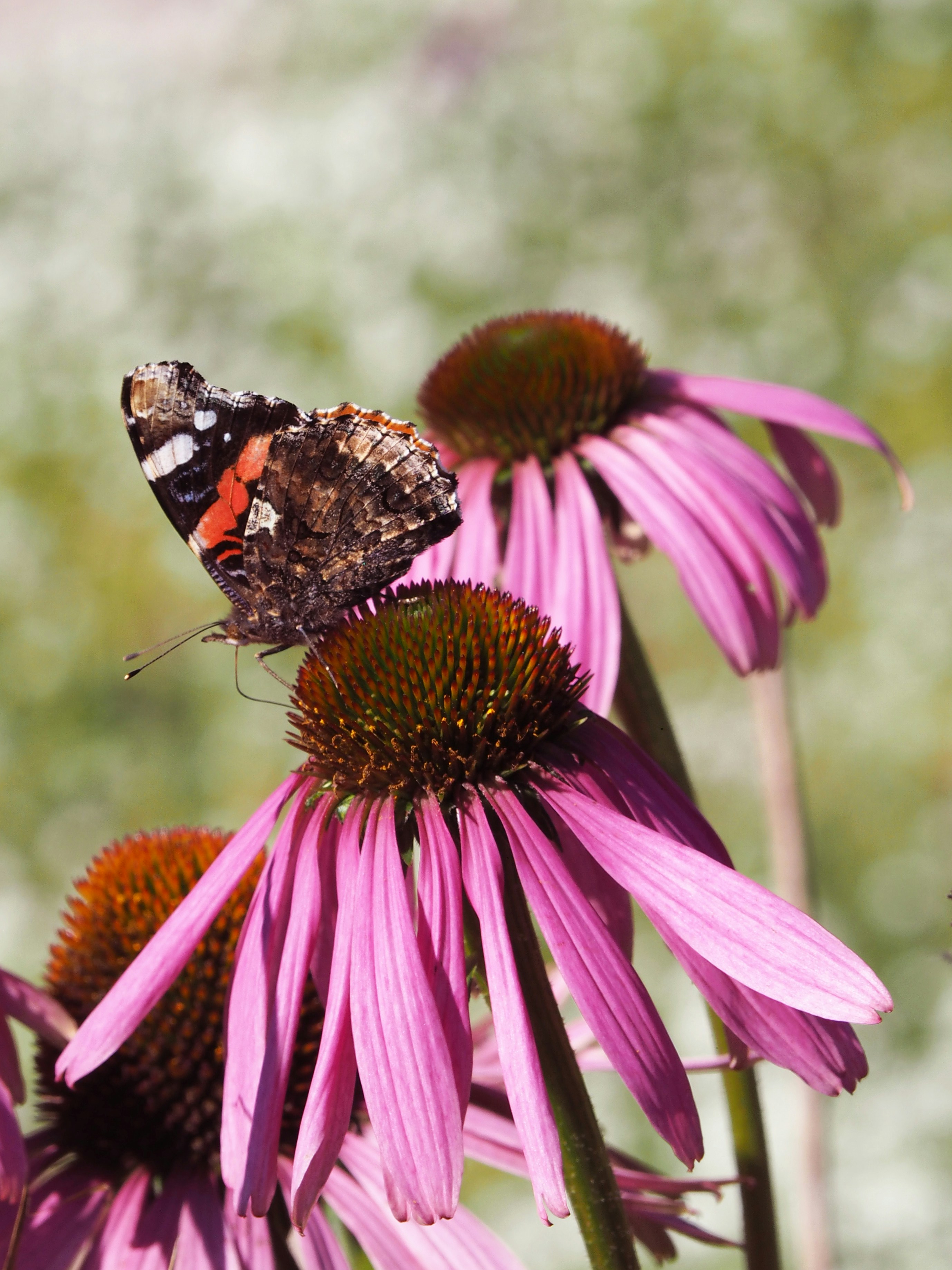 Ursula Pahl (@ursulapahl) | Unsplash Photo Community