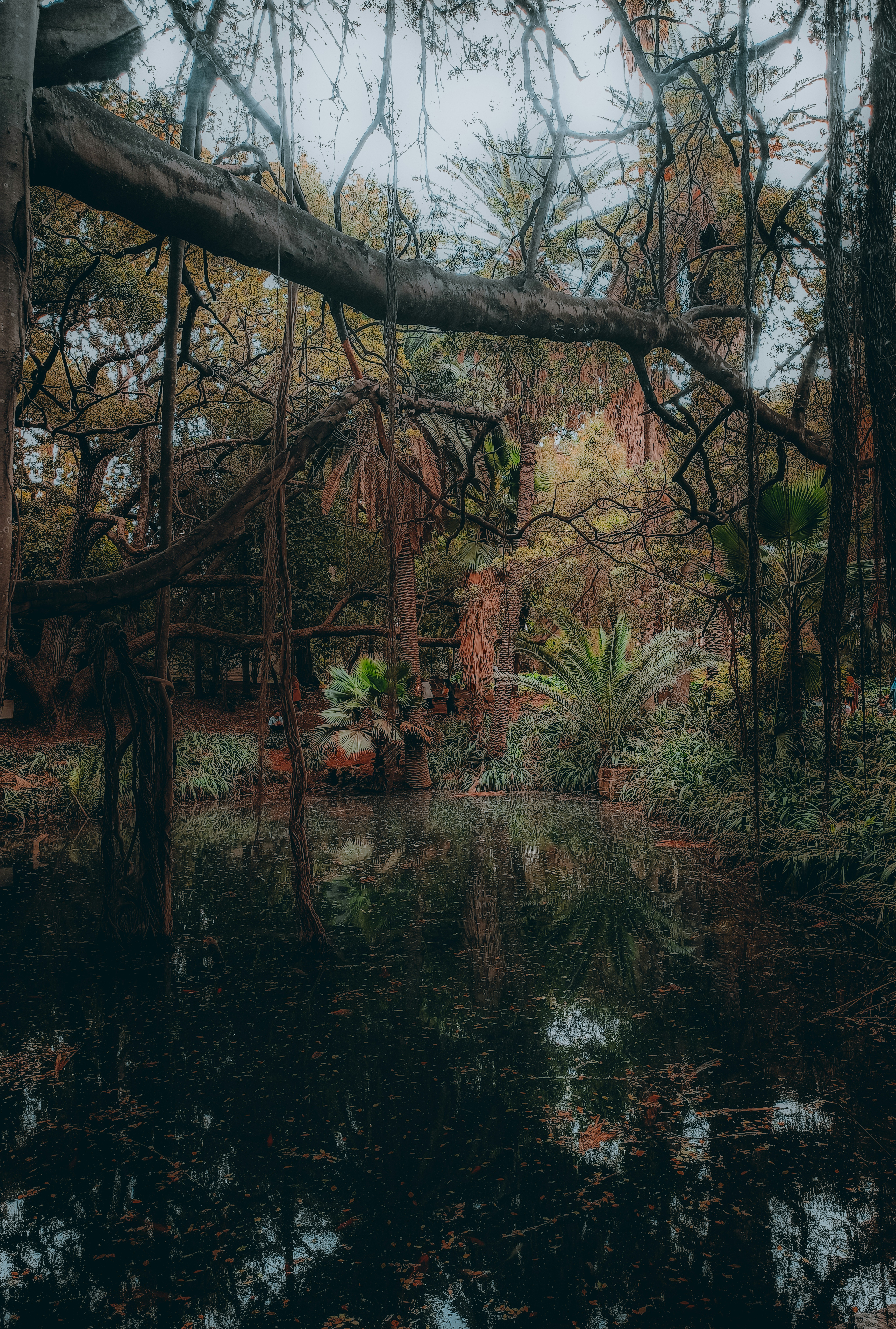 A pond in the middle of a forest filled with trees photo – Free Forest ...