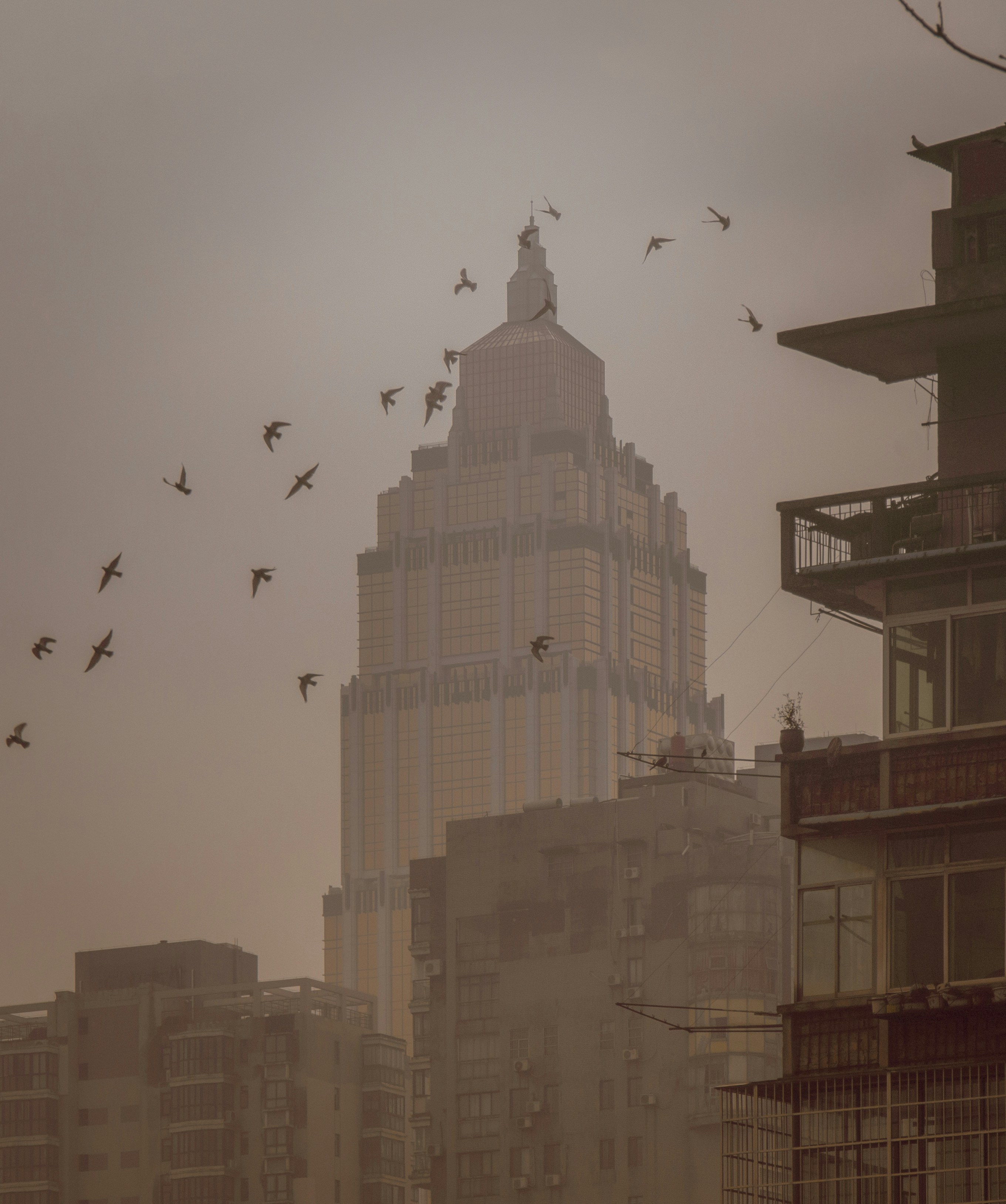City towers and a flock of birds at dusk