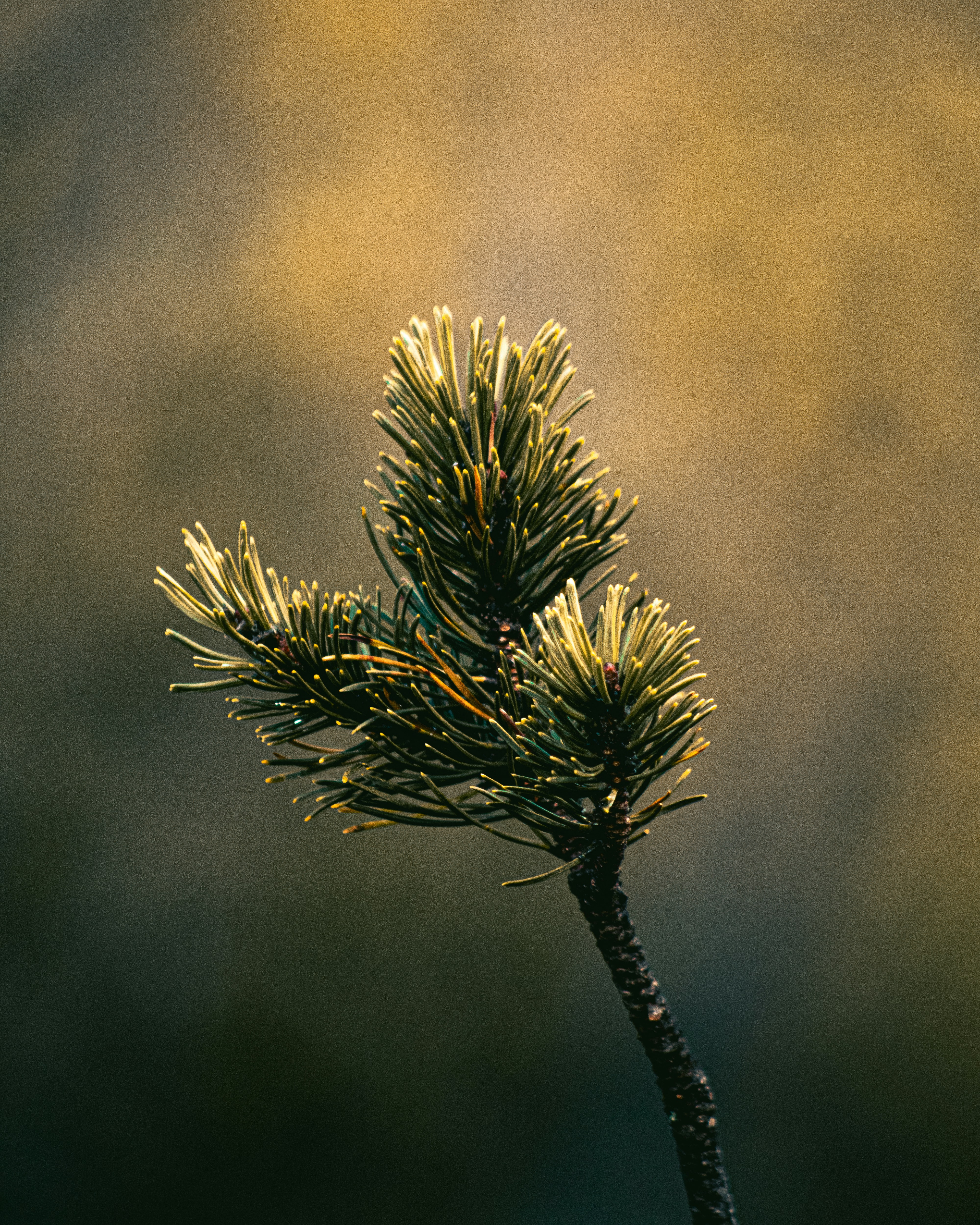 A close up of a small pine tree photo – Free Šumava Image on Unsplash
