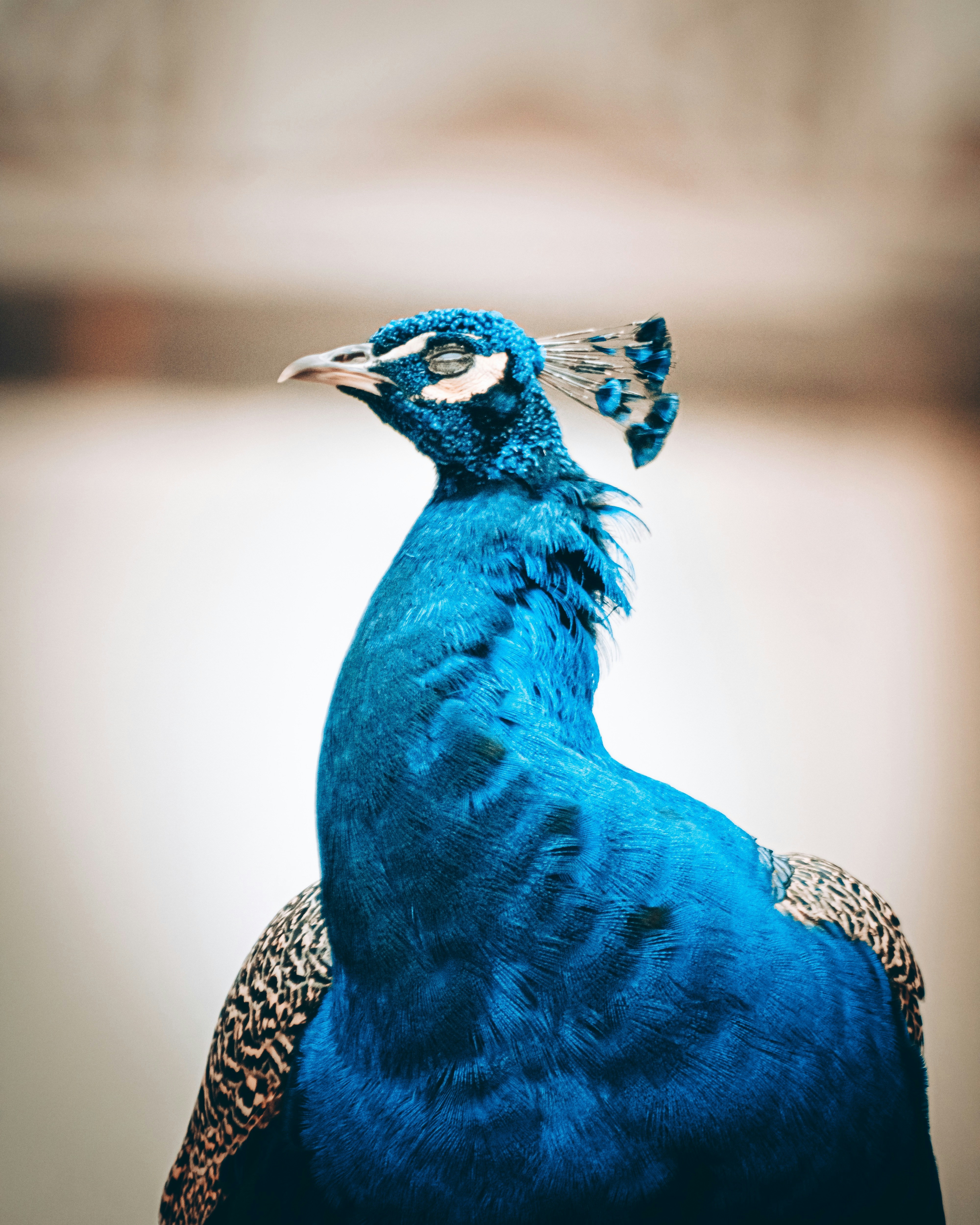 Azure Crown: Peacock Portrait in Profile