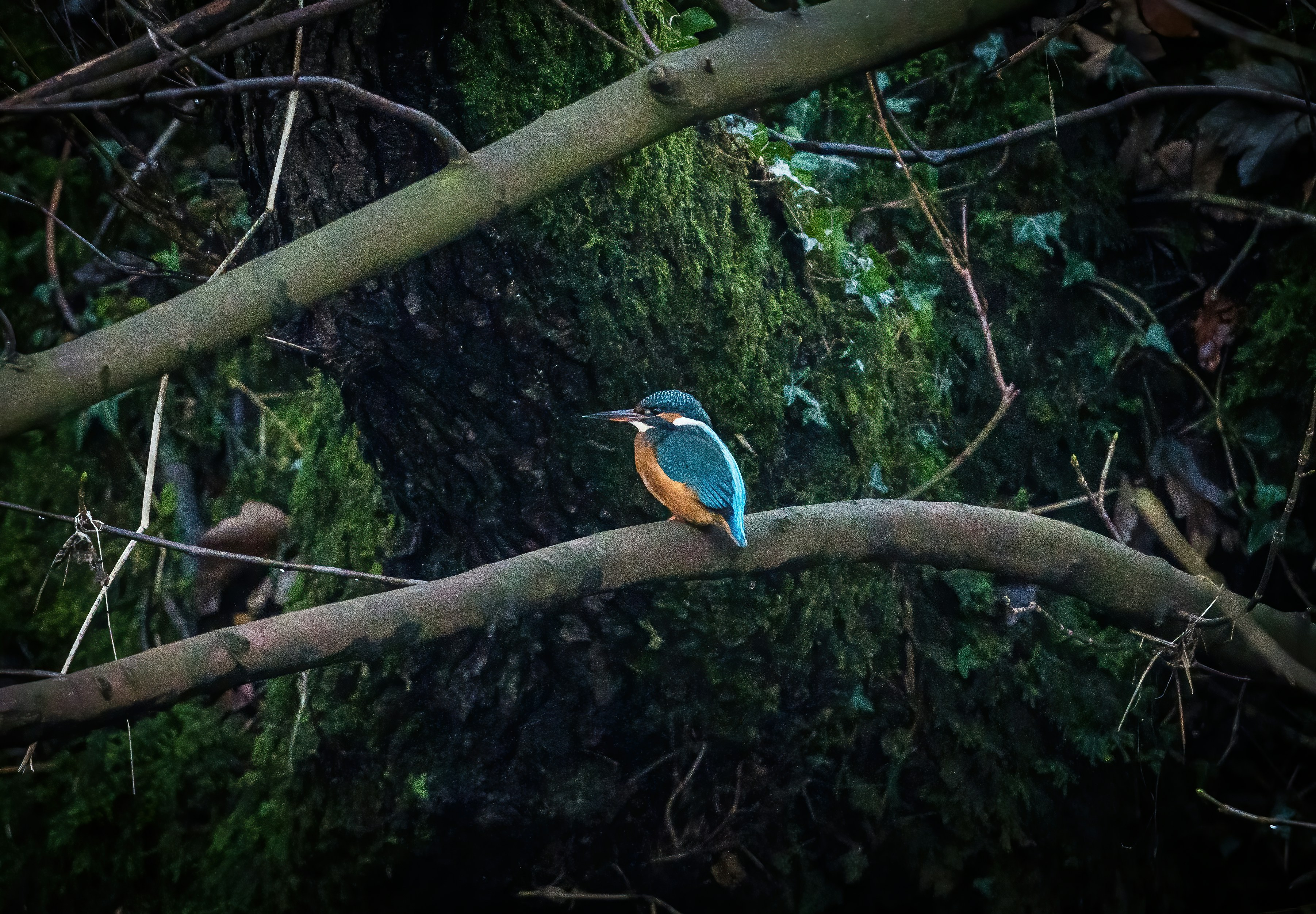Azure Kingfisher on a Moss-Wrapped Branch