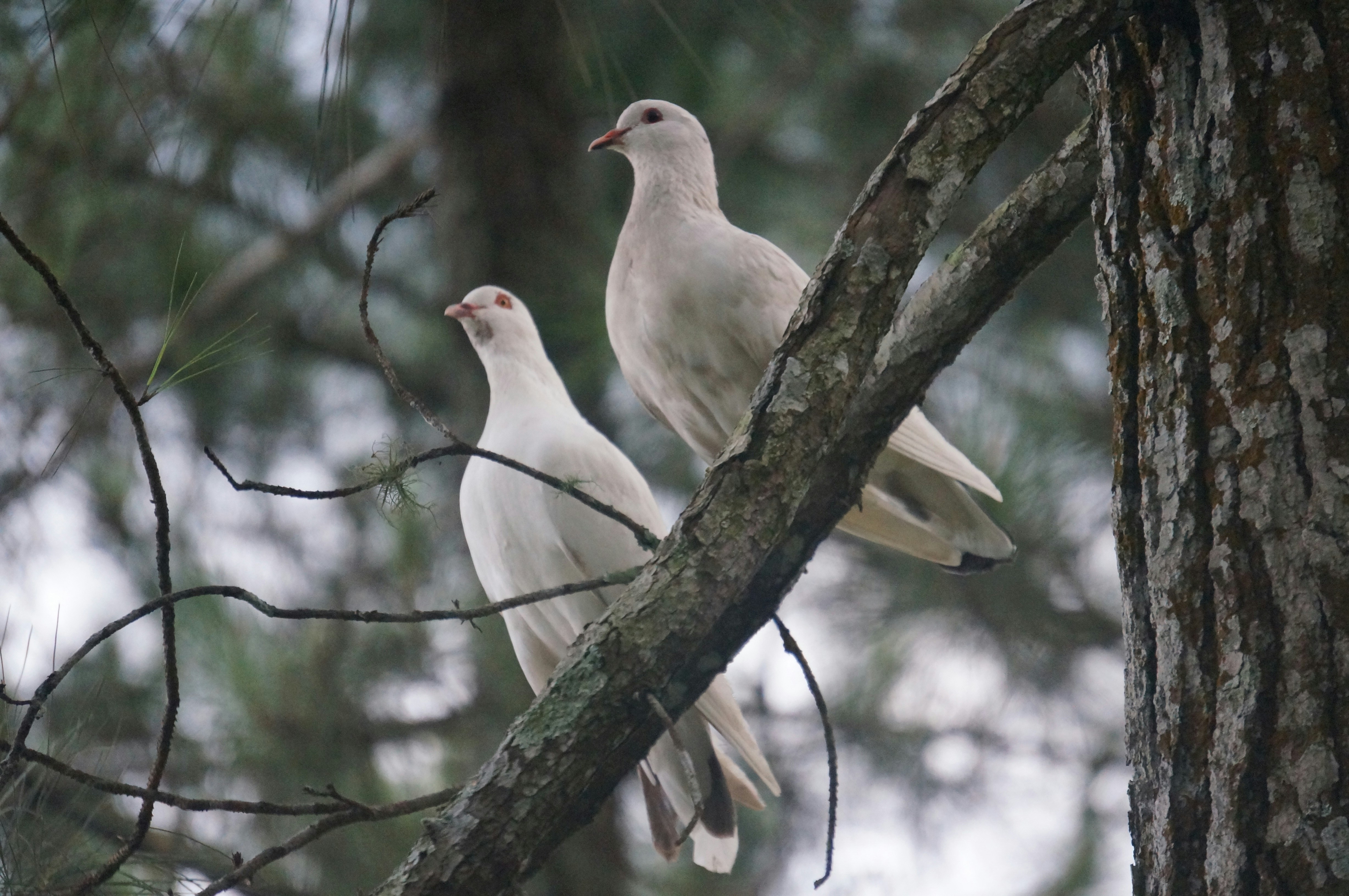 Woodland Doves in Silent Vigil