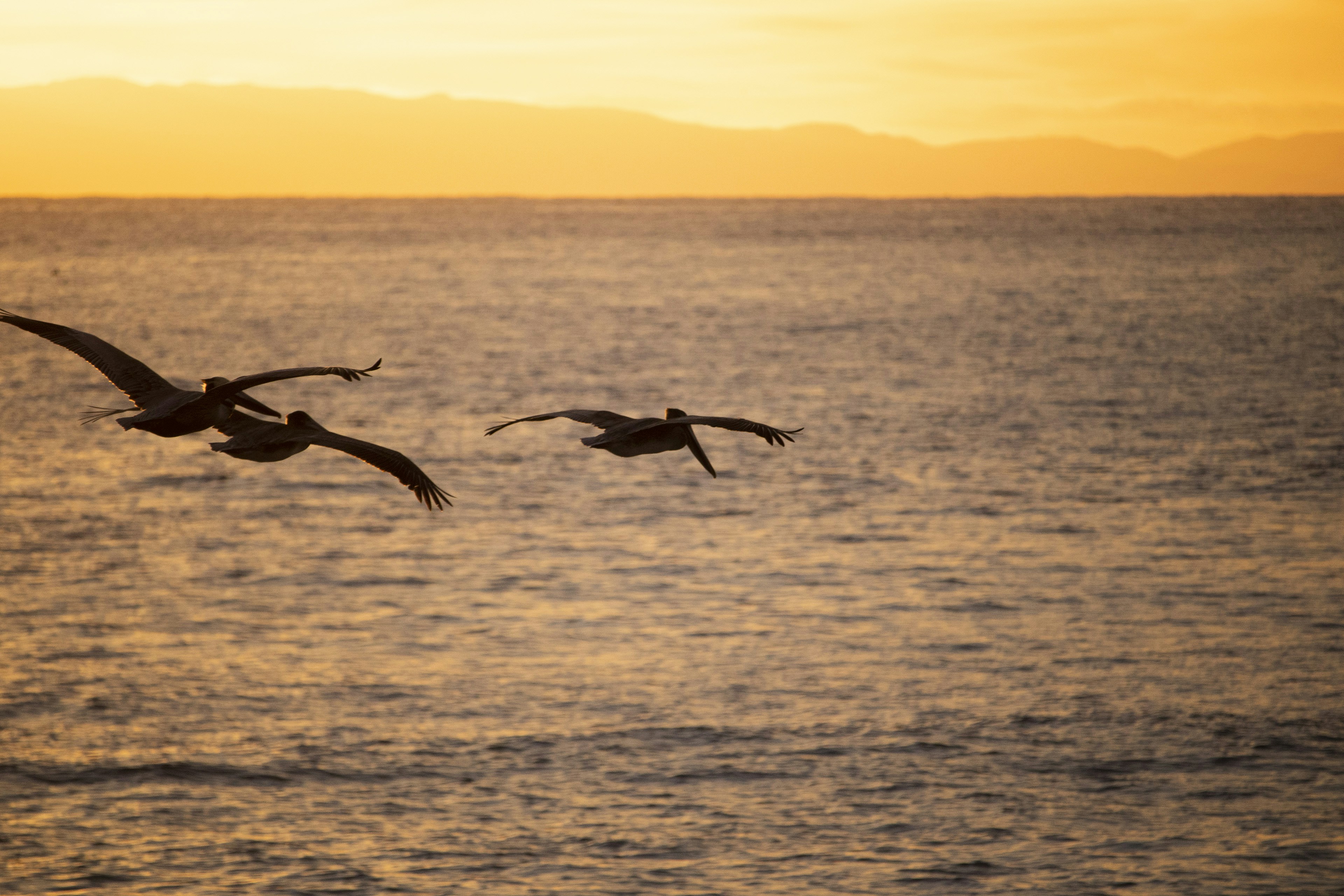 Three pelicans glide gracefully over a shimmering ocean at sunset, silhouetted against a warm, golden sky.