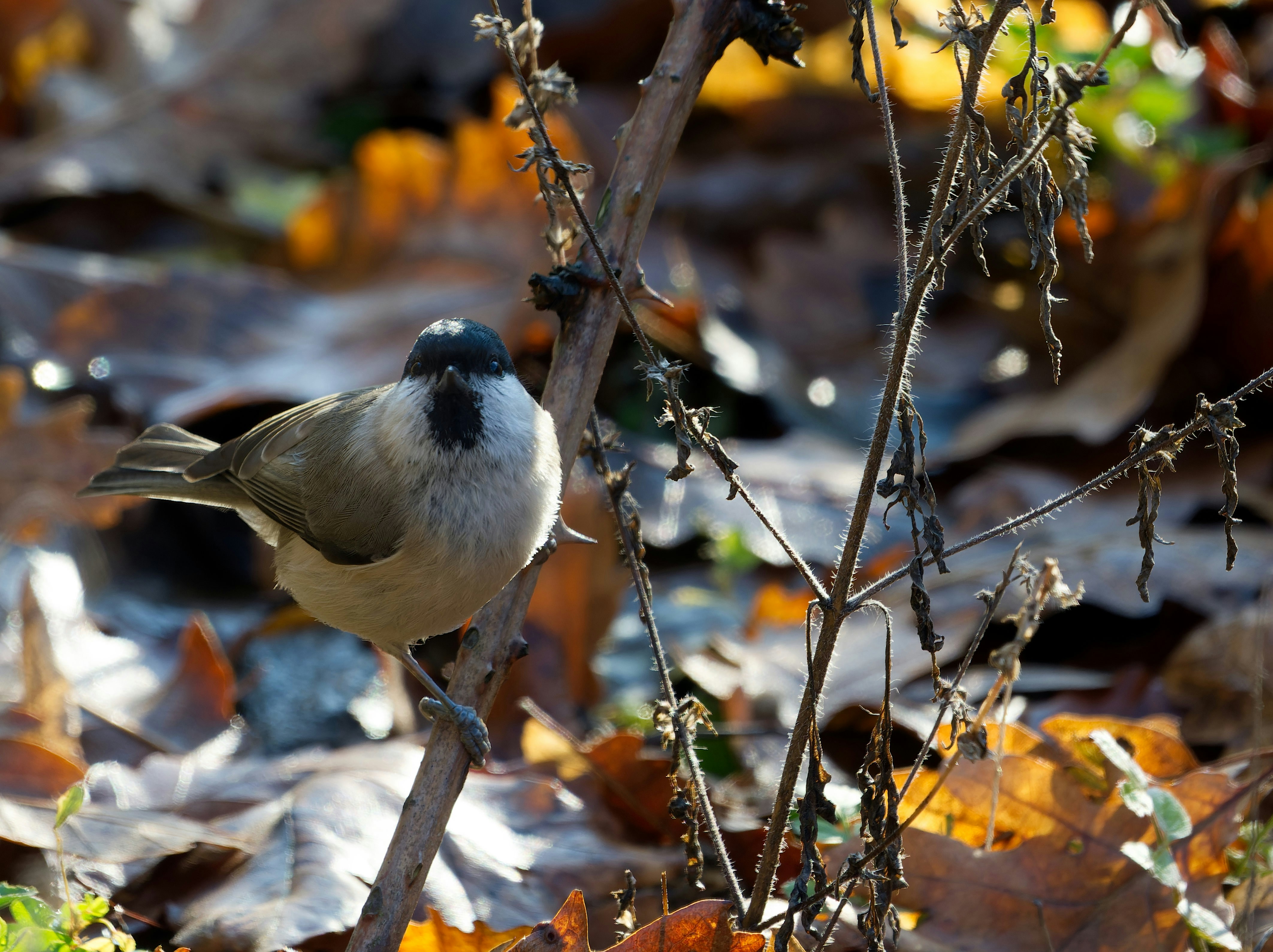 Slate-capped Warbler on Autumn Ground