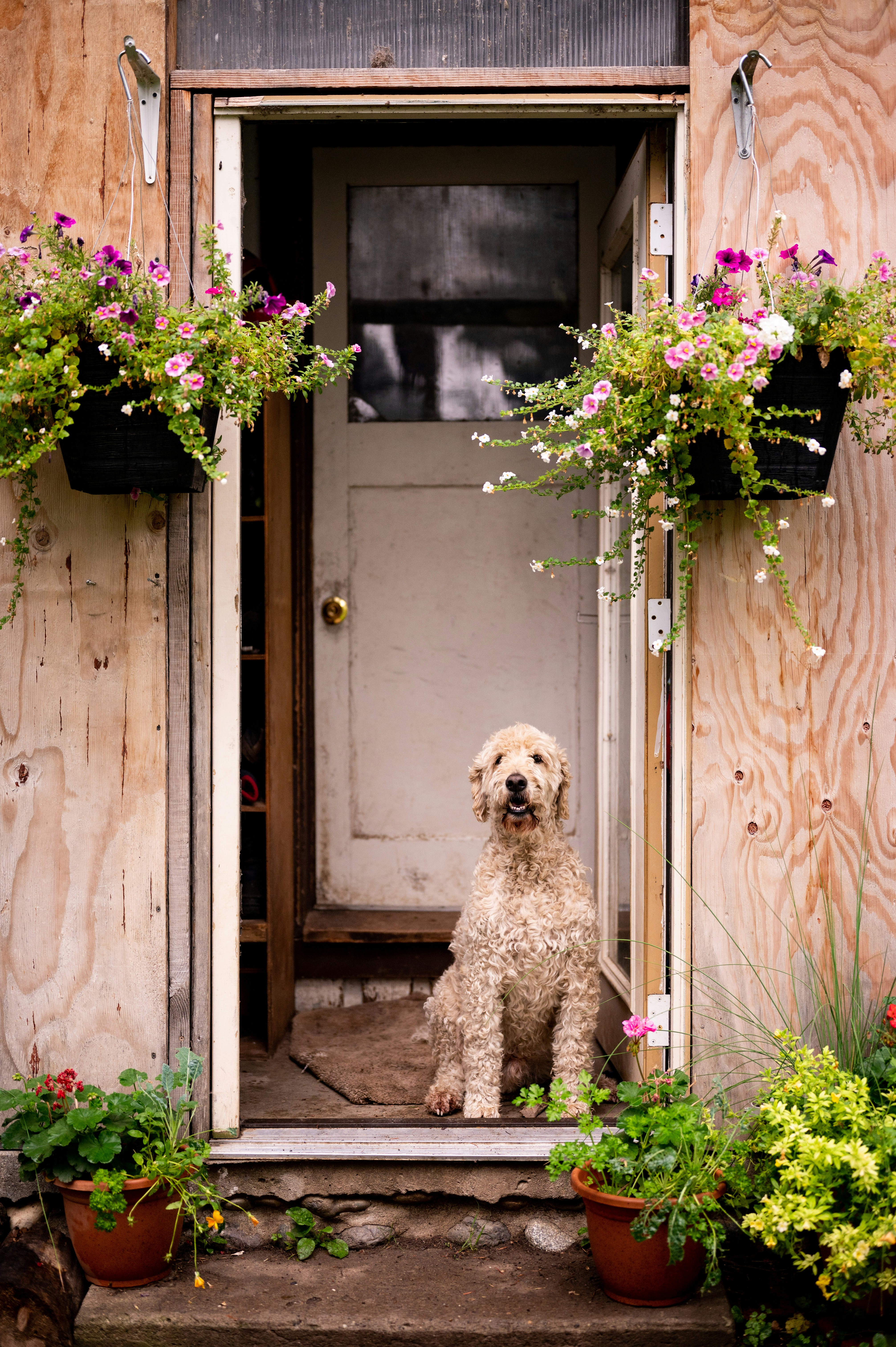 Curious Canine at the Threshold