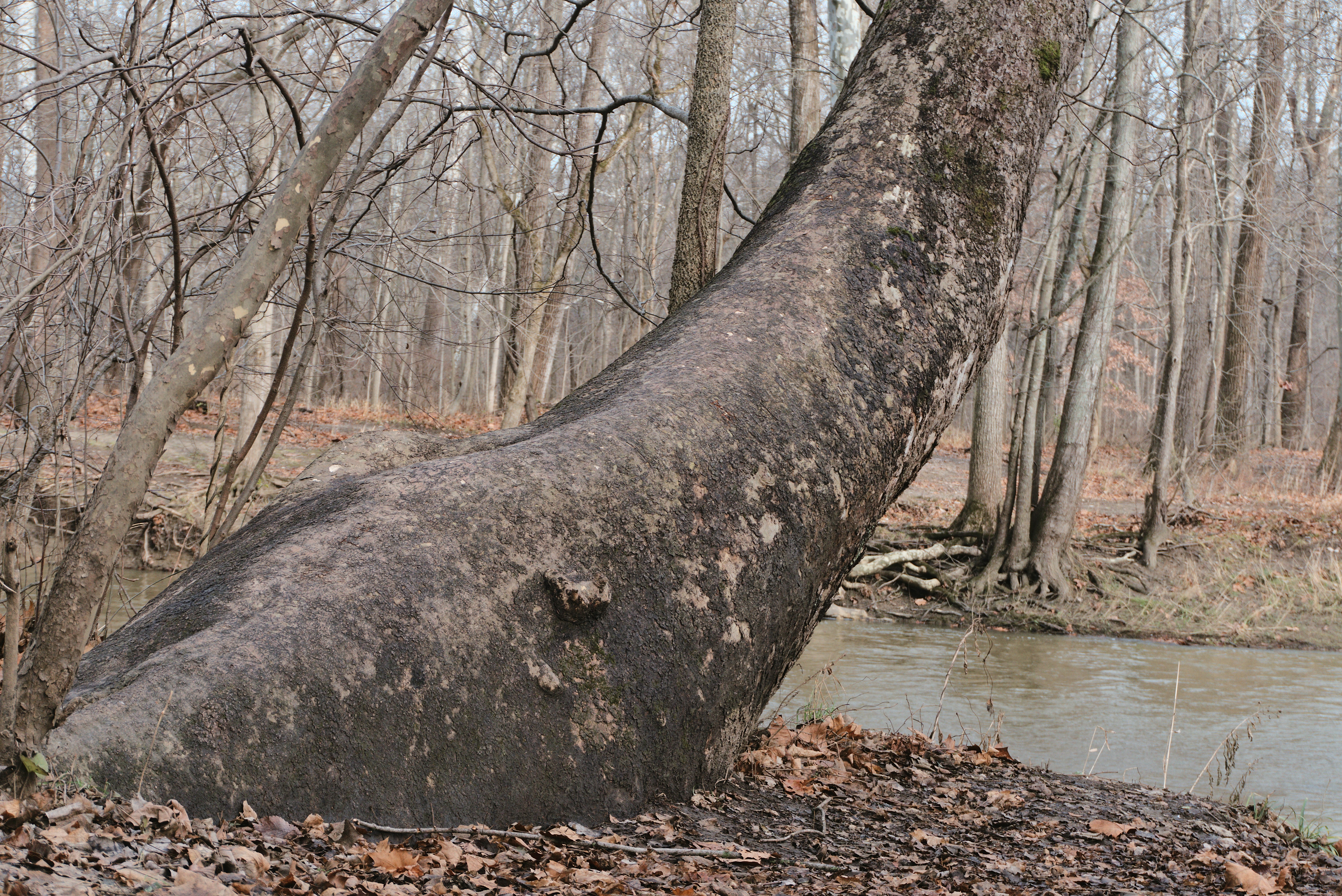 A large tree that has fallen over in the woods photo – Free Grey Image ...