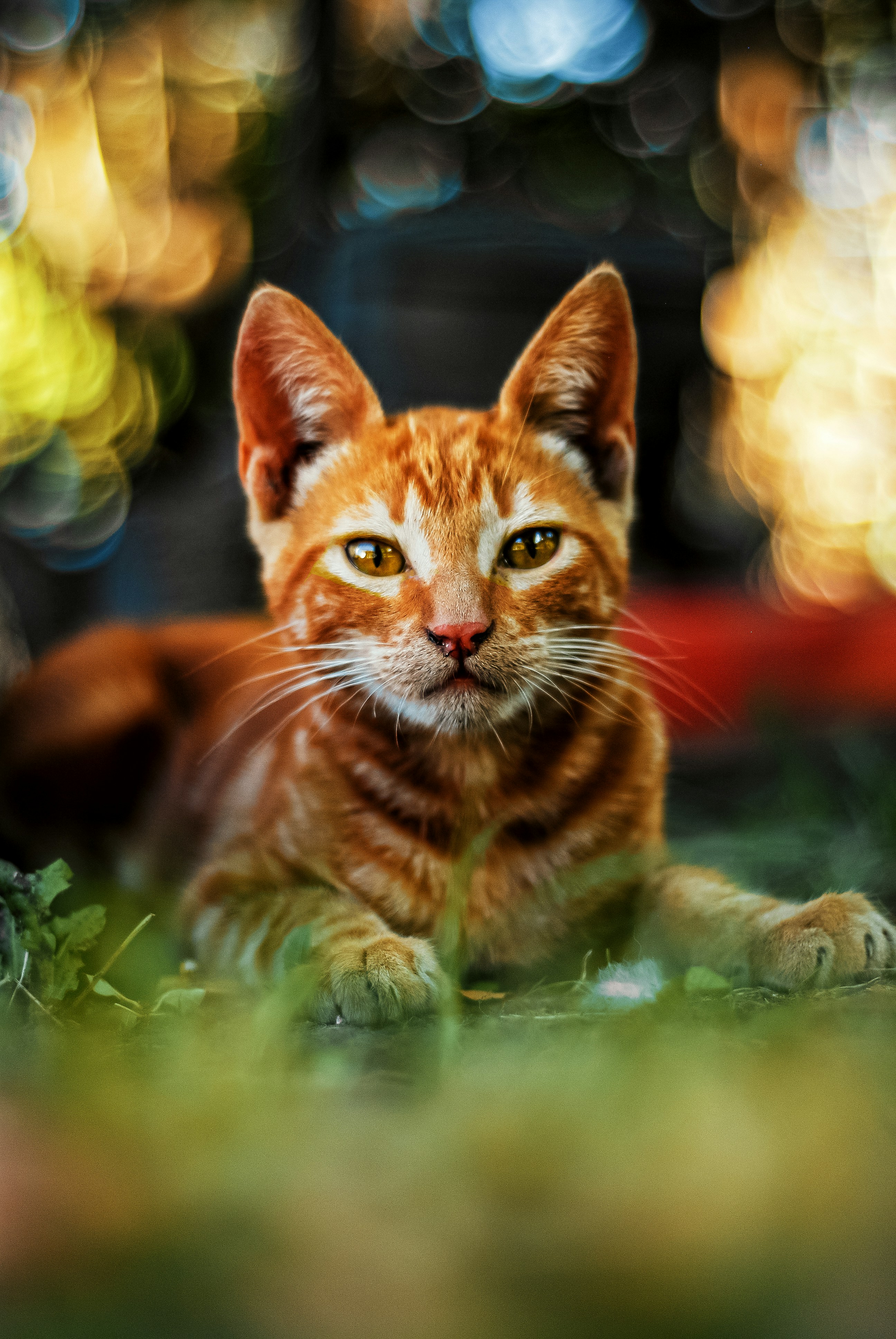 Amber Gaze: A Cat’s Quiet Command from the Garden Verge
