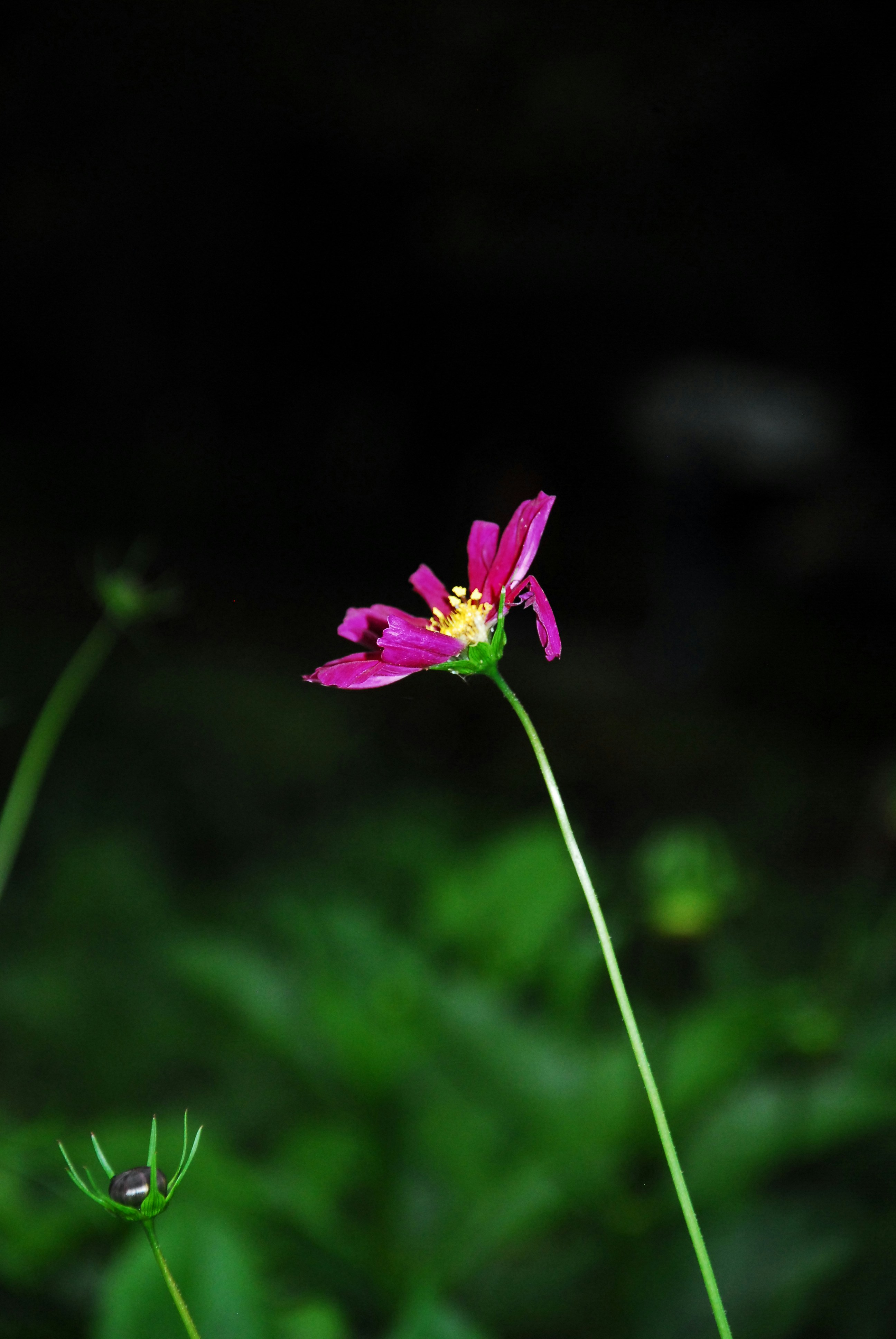 a single pink flower sitting on top of a green plant