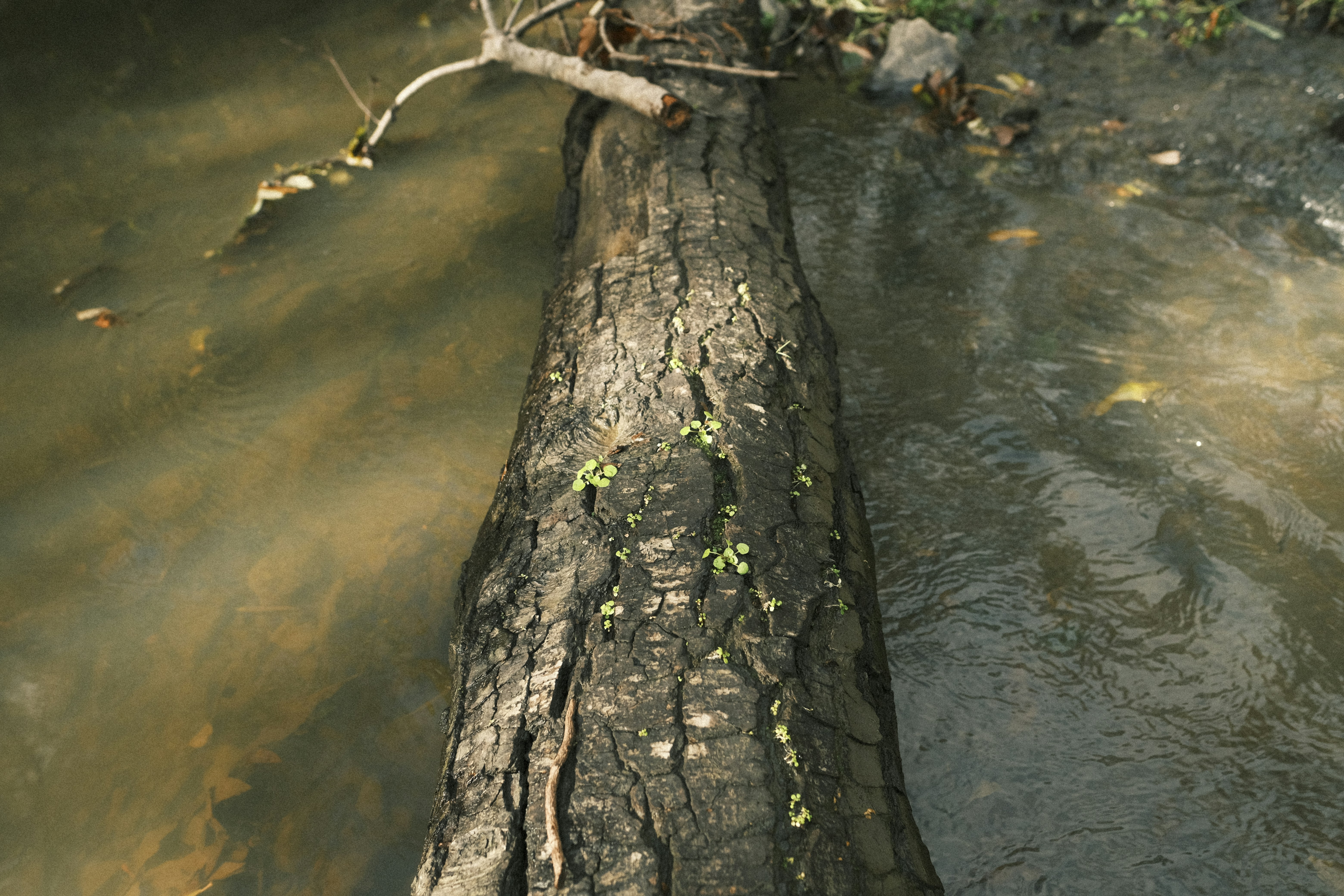 Moss-Lined Log Spanning a Quiet Stream