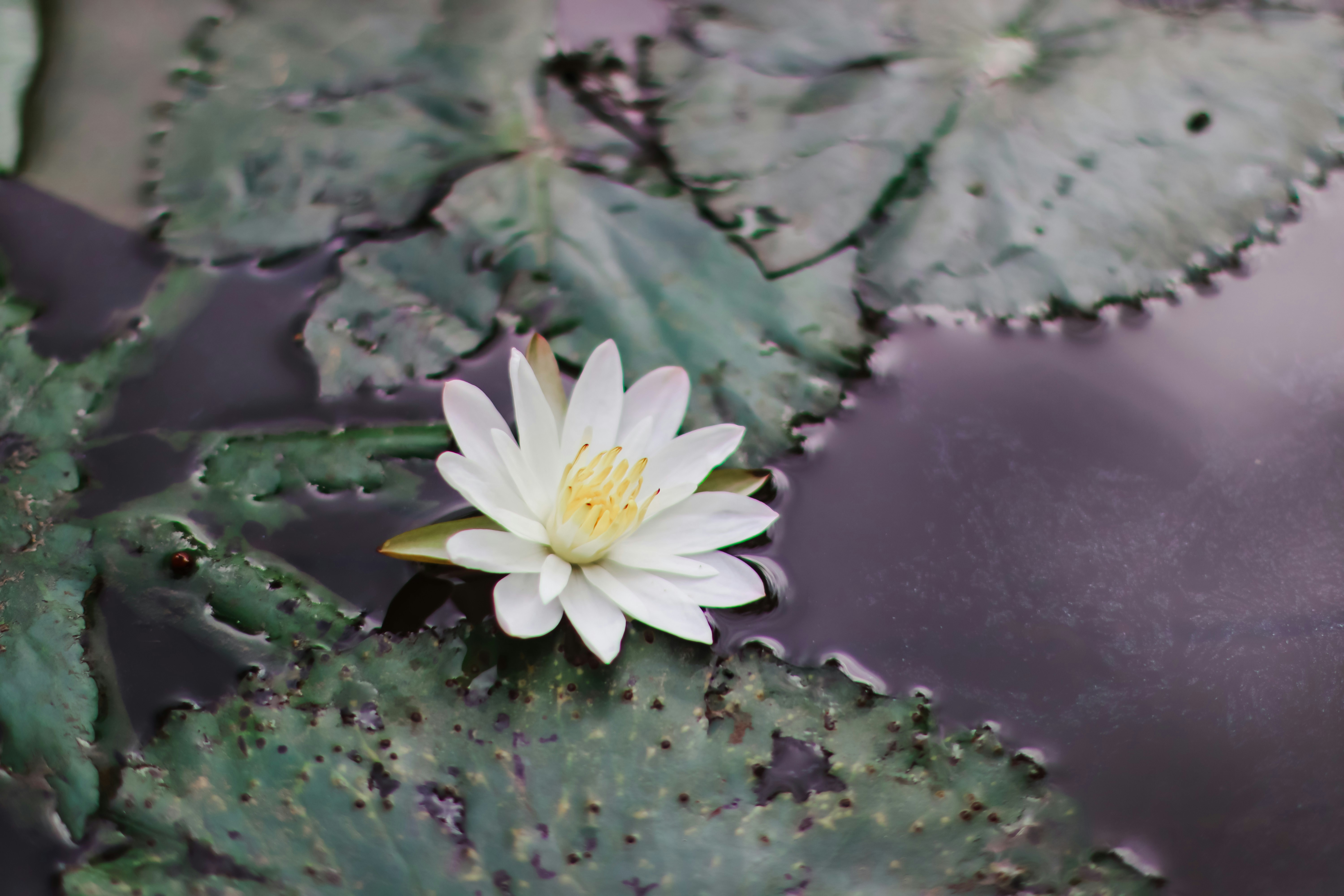 Solitary White Lotus Amid a Quiet Pond