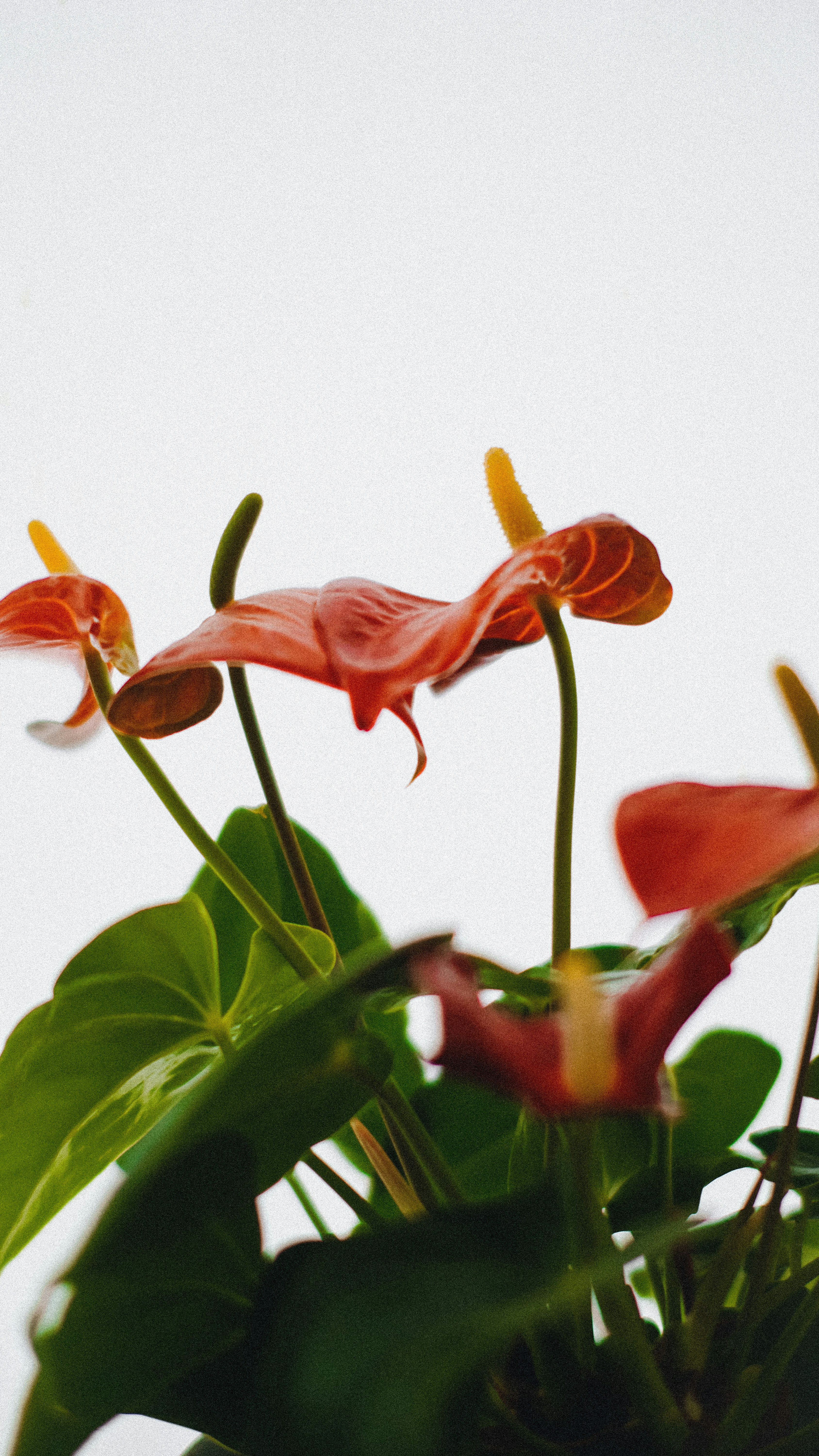 Coral Anthurium Spathes Against a Clean White Backdrop