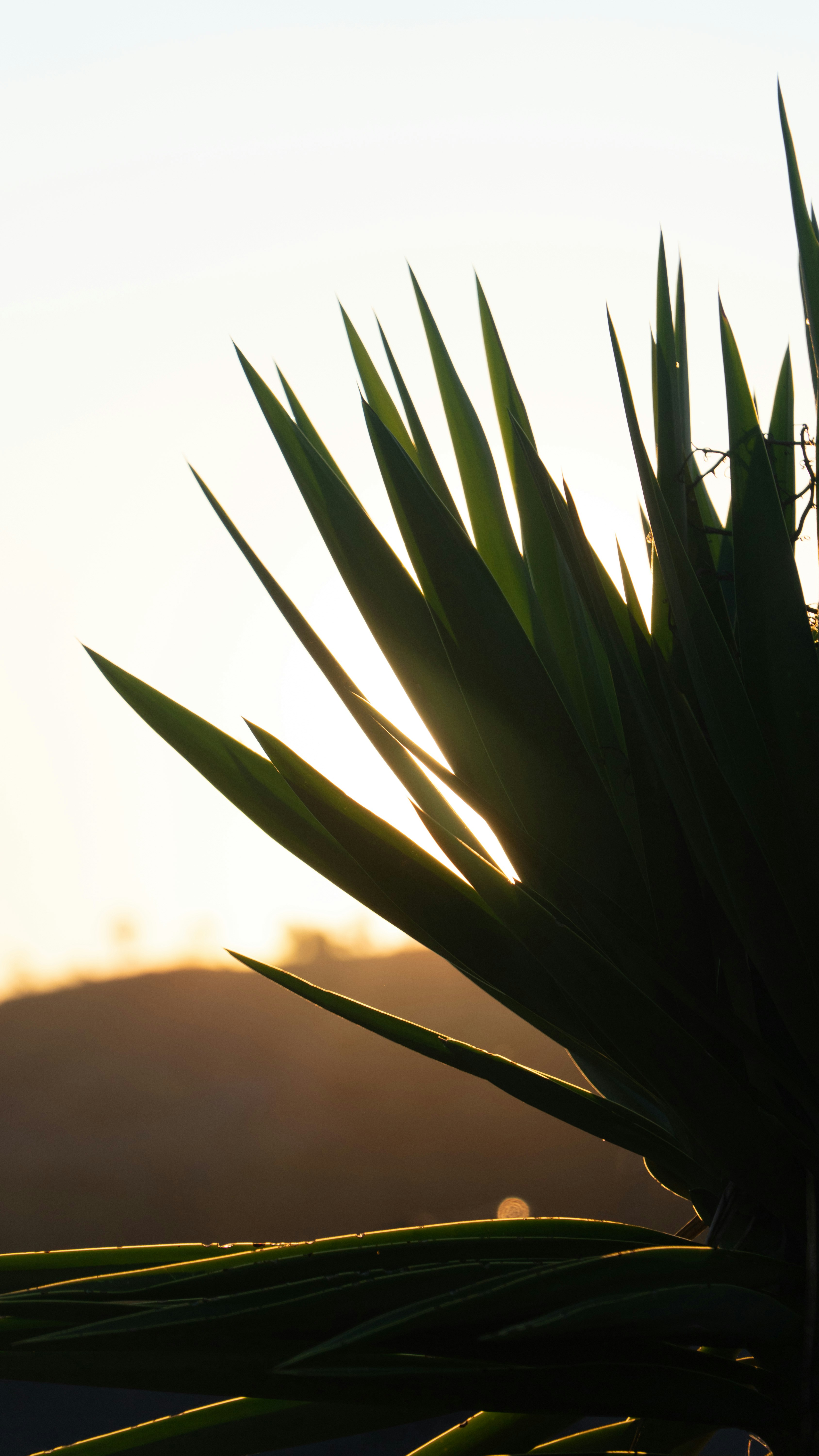 Sharp green leaves of a plant silhouetted against a soft, glowing sunset backdrop. The image captures the interplay of light and shadow.
