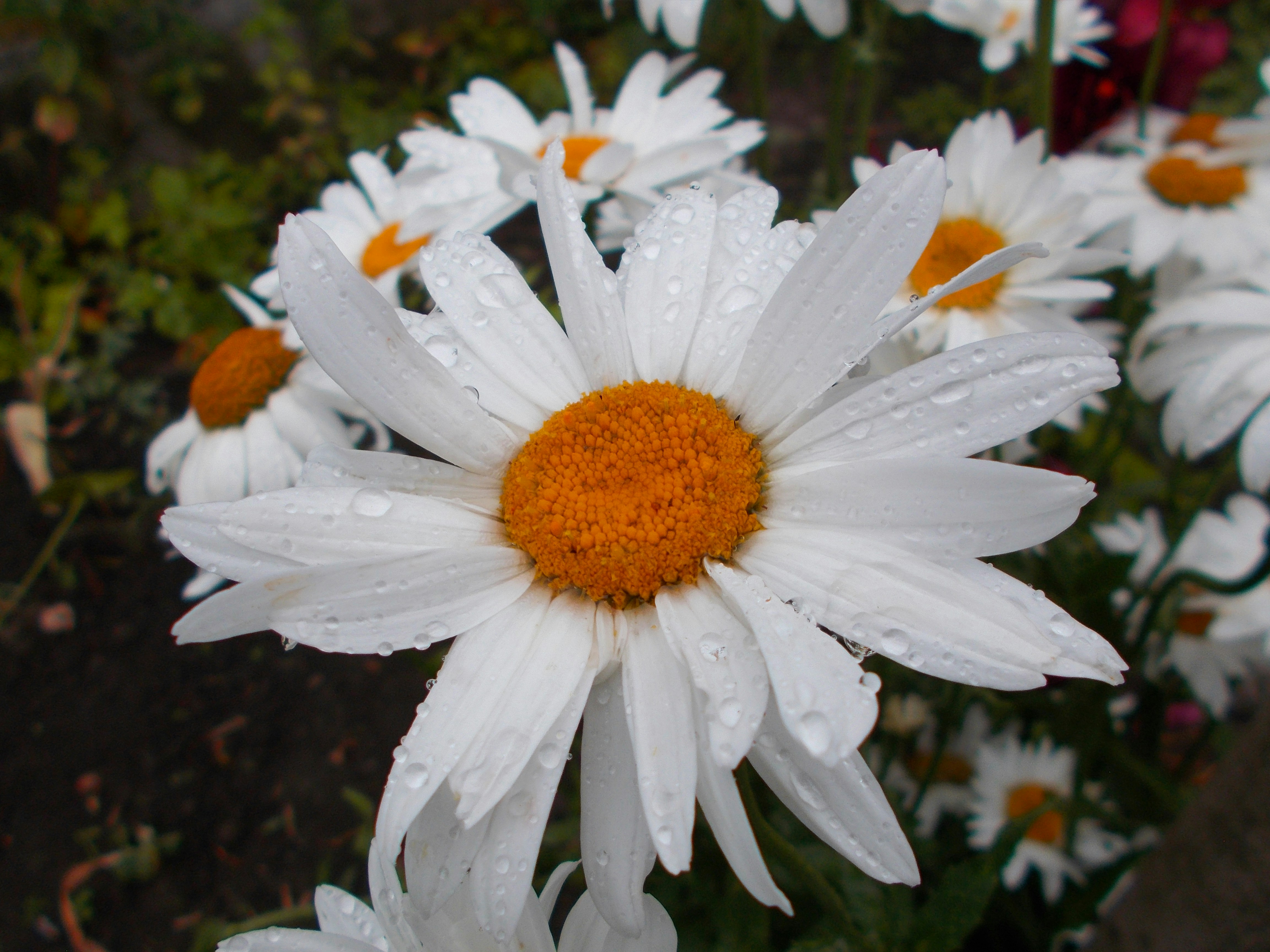 Sample photo from Nikon COOLPIX L27