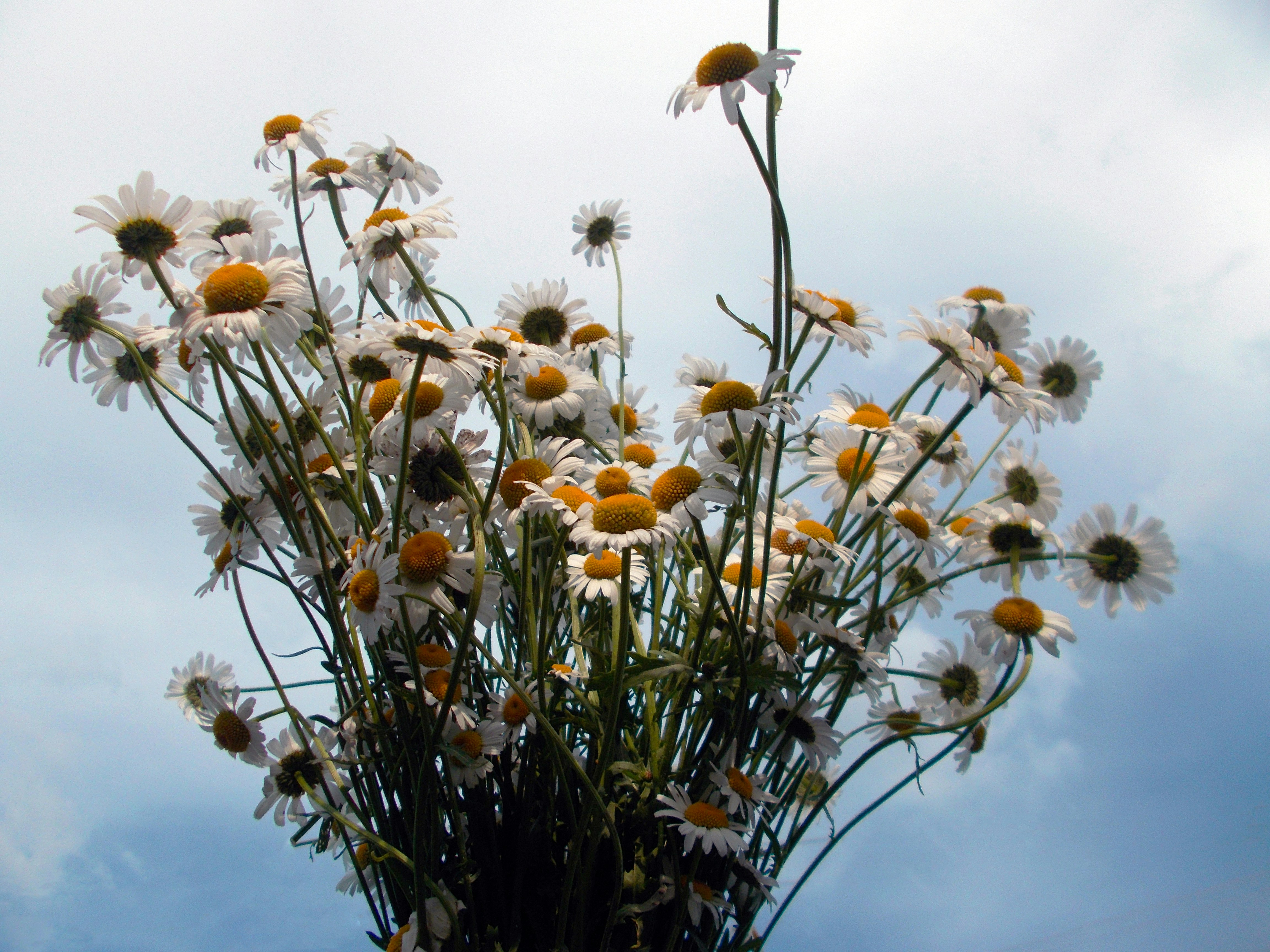 A bouquet of daisies sways gently against a cloudy sky, capturing the essence of springtime beauty. The vibrant yellow centers contrast with the delicate white petals.